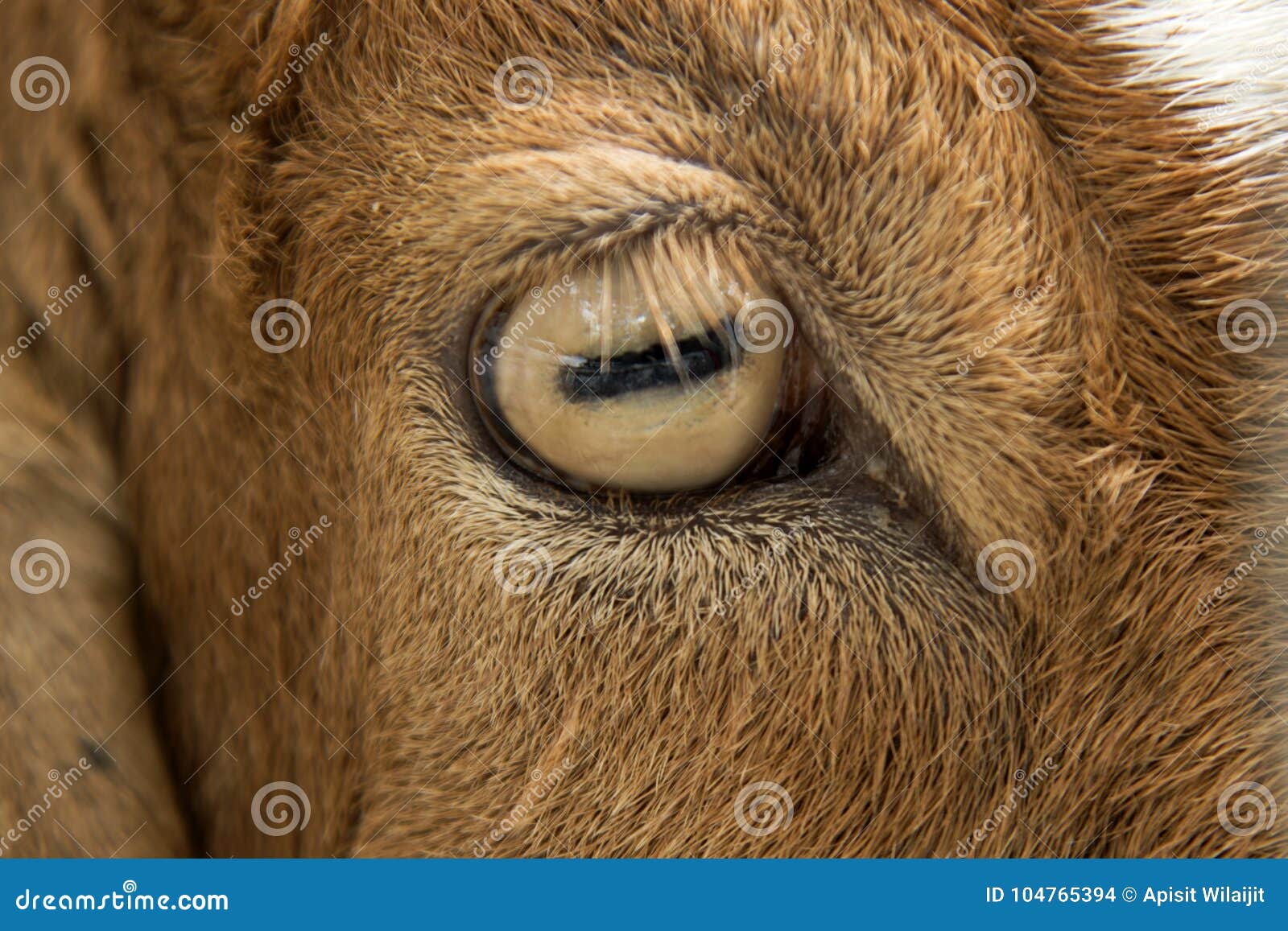 Close Up Eye of Goats in Farm. Stock Photo - Image of portrait, asia ...