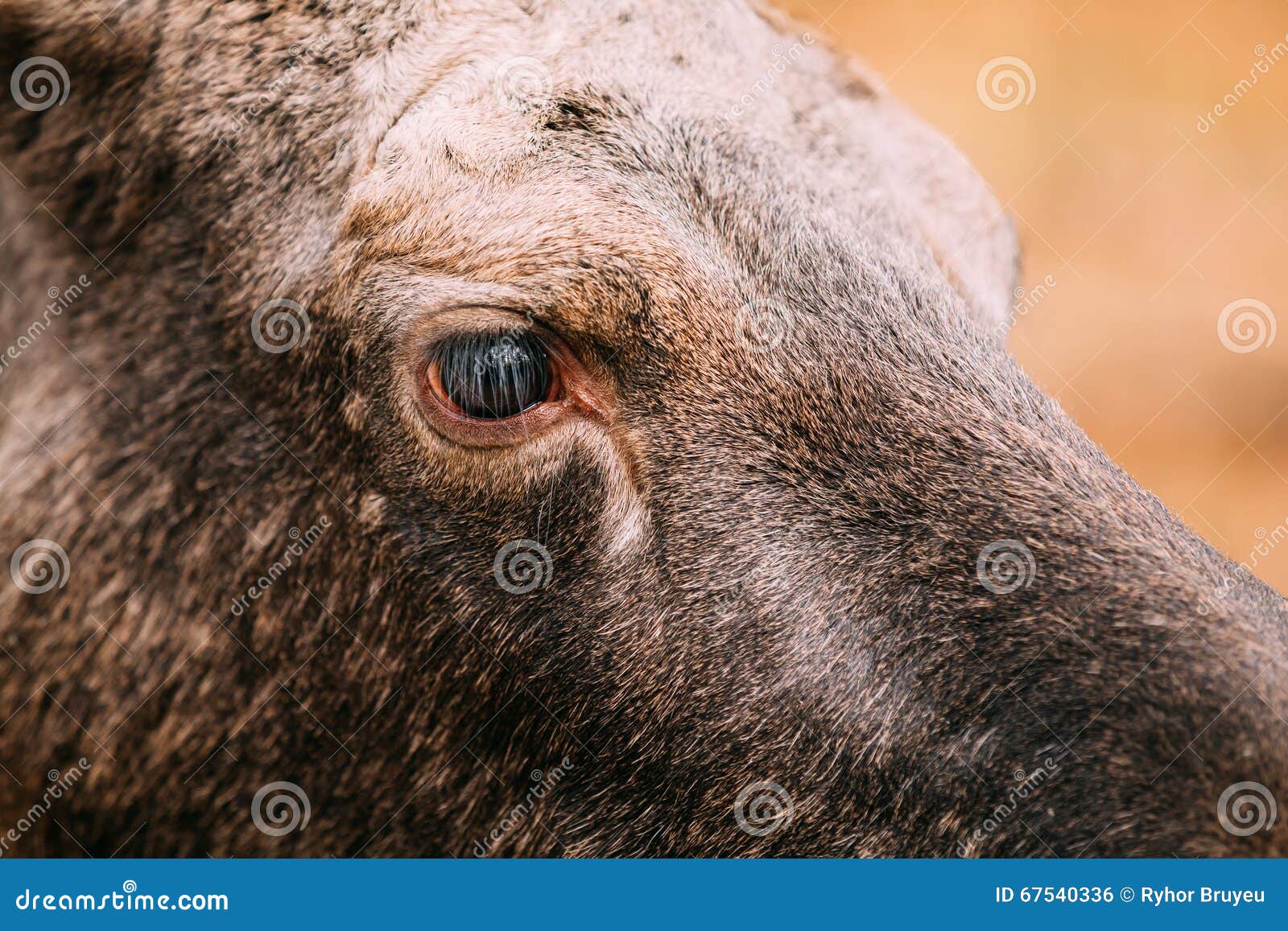 Close Up of Eye of Wild Female Moose, Elk Stock Photo - Image of close ...