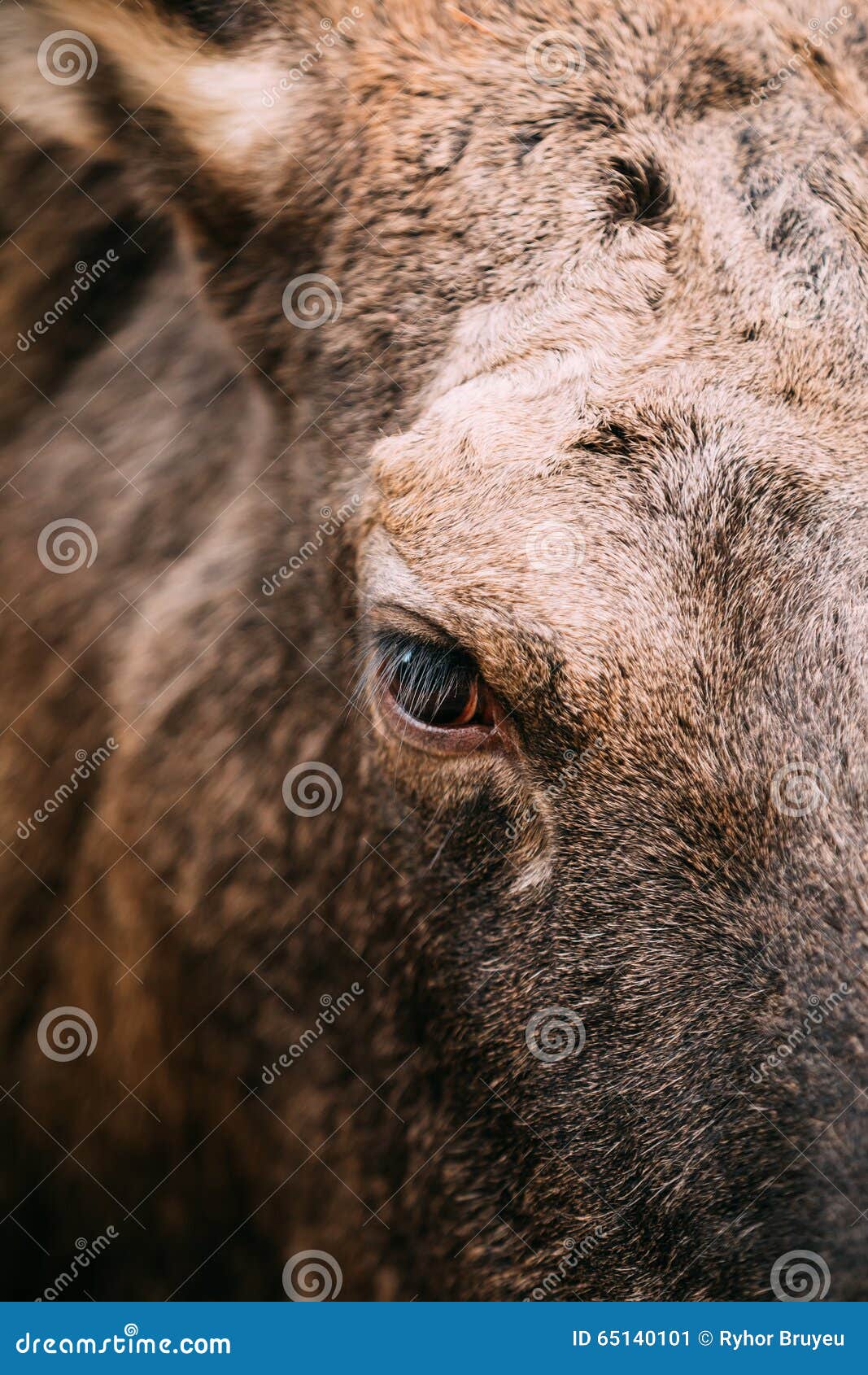 Close Up of Eye of Wild Female Moose, Elk Stock Image - Image of animal ...