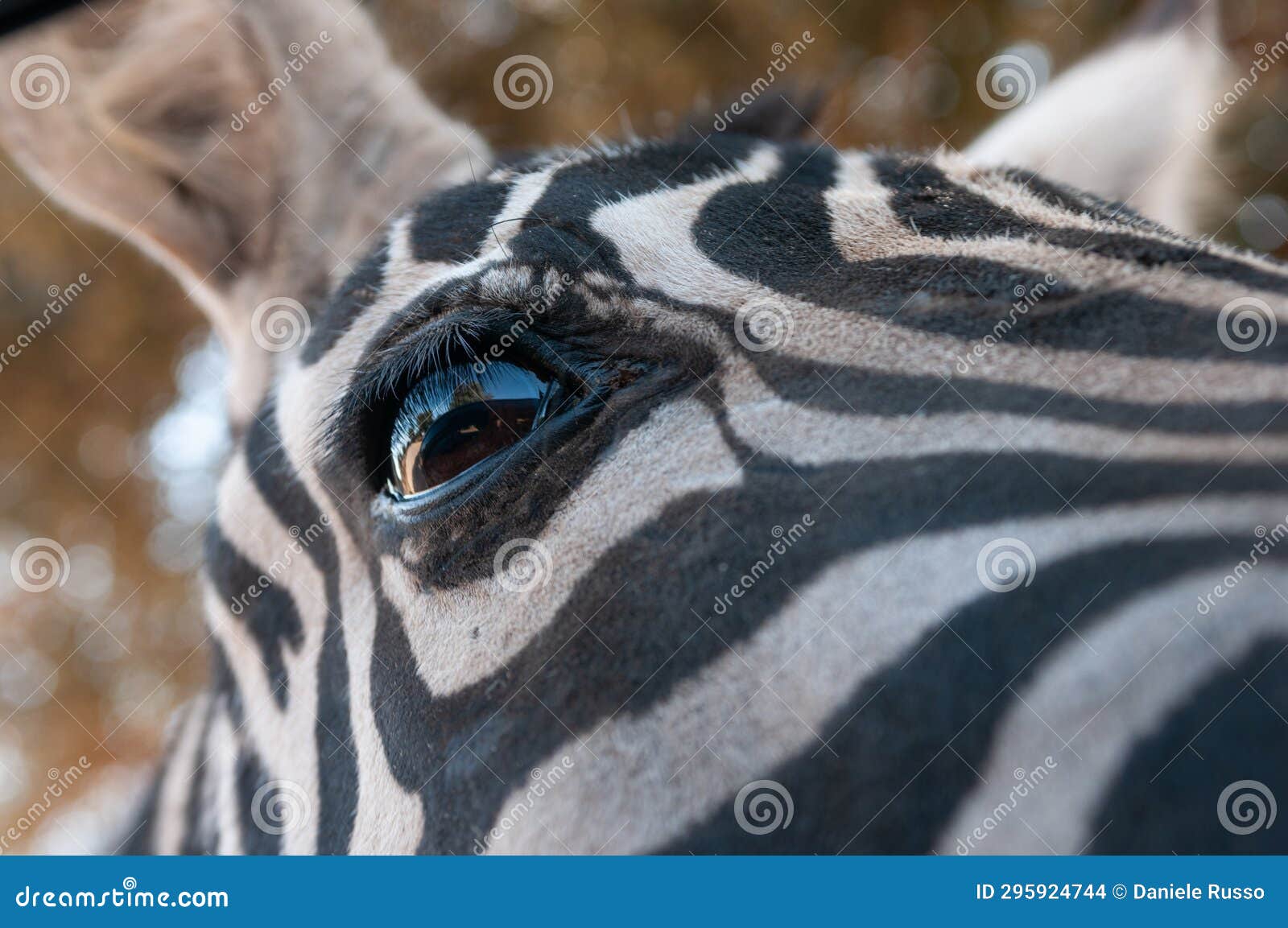 Close Up of the Eye of a Zebra Stock Photo - Image of detail, wild ...