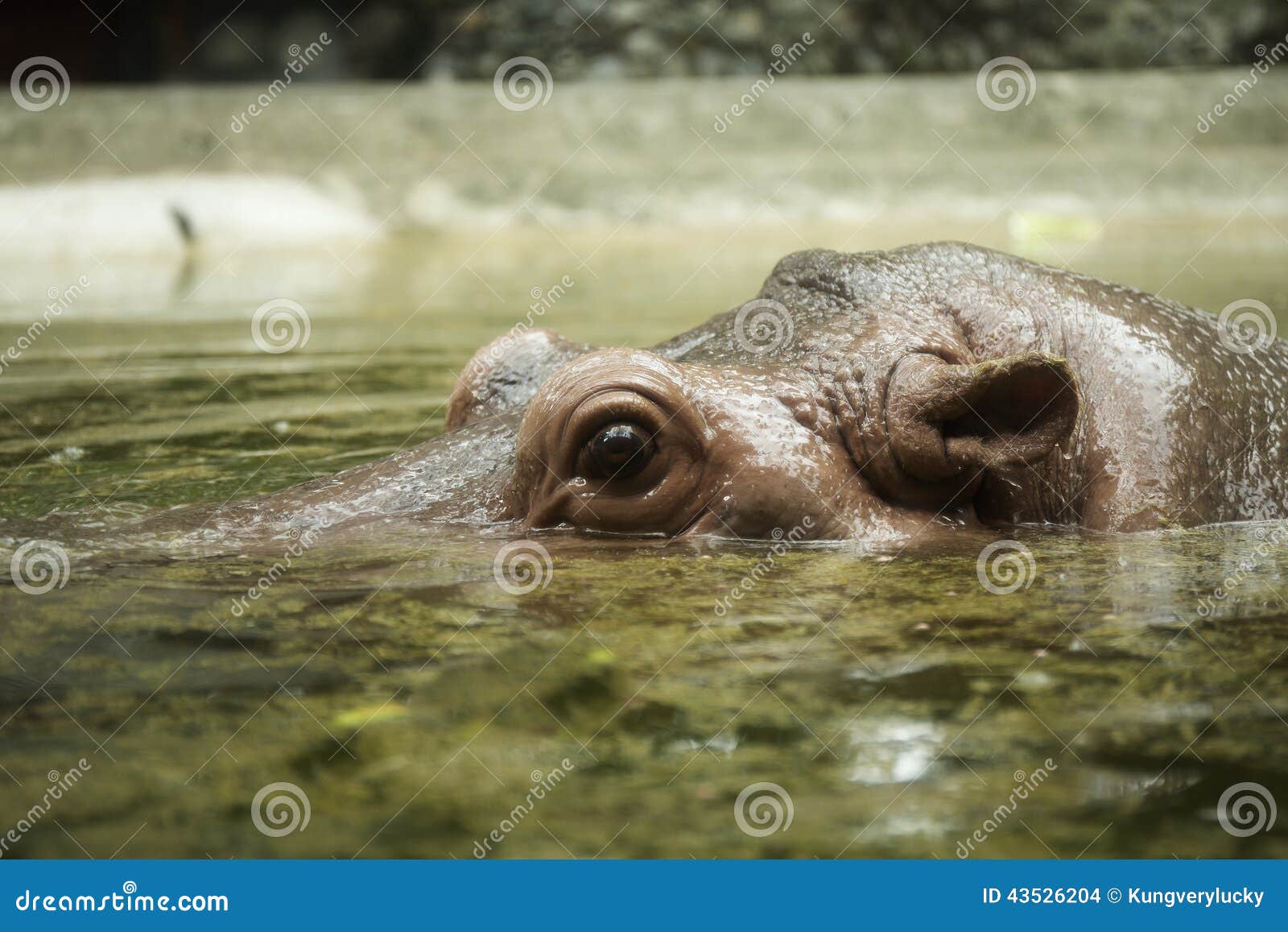 Close Up Eyes and Ears of the Hippopotamus Stock Photo - Image of park ...