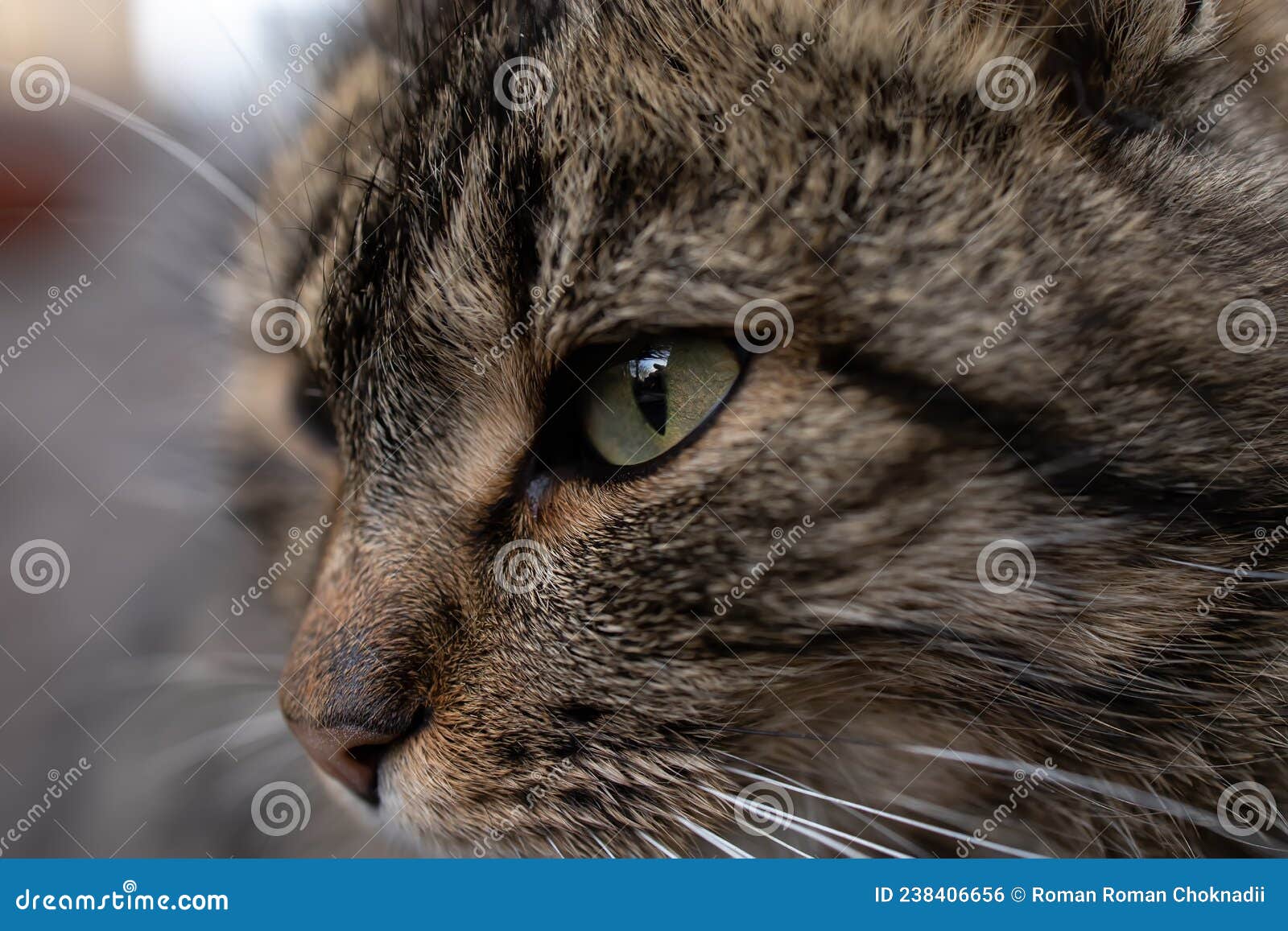 Close-up of the Eyes of a Gray Domestic Cat Stock Photo - Image of ...