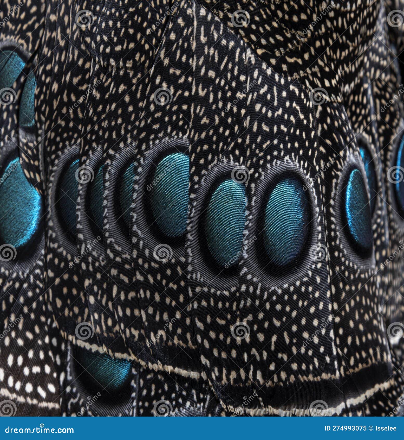 Feather Of Palawan Peacock Pheasant Polyplectron Napolensis Stock ...