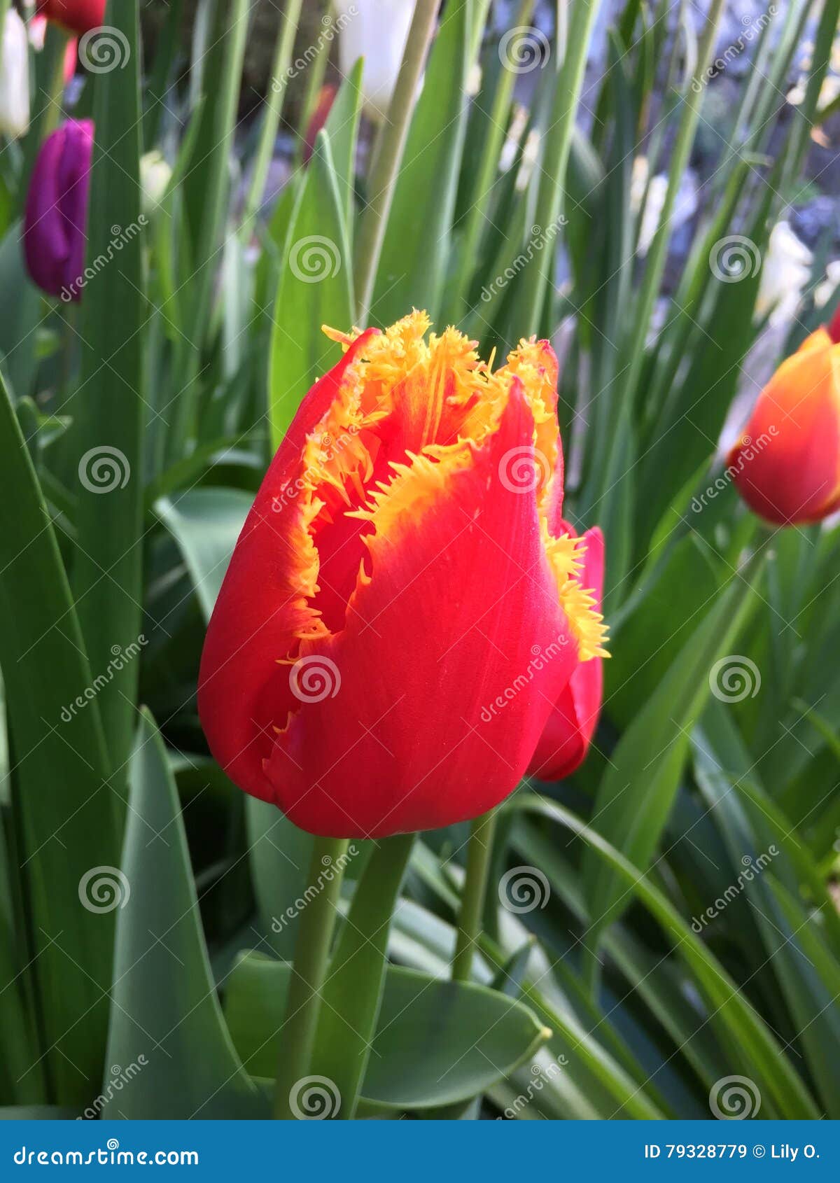 Close up of fabio tulip editorial stock image. Image of field - 79328779