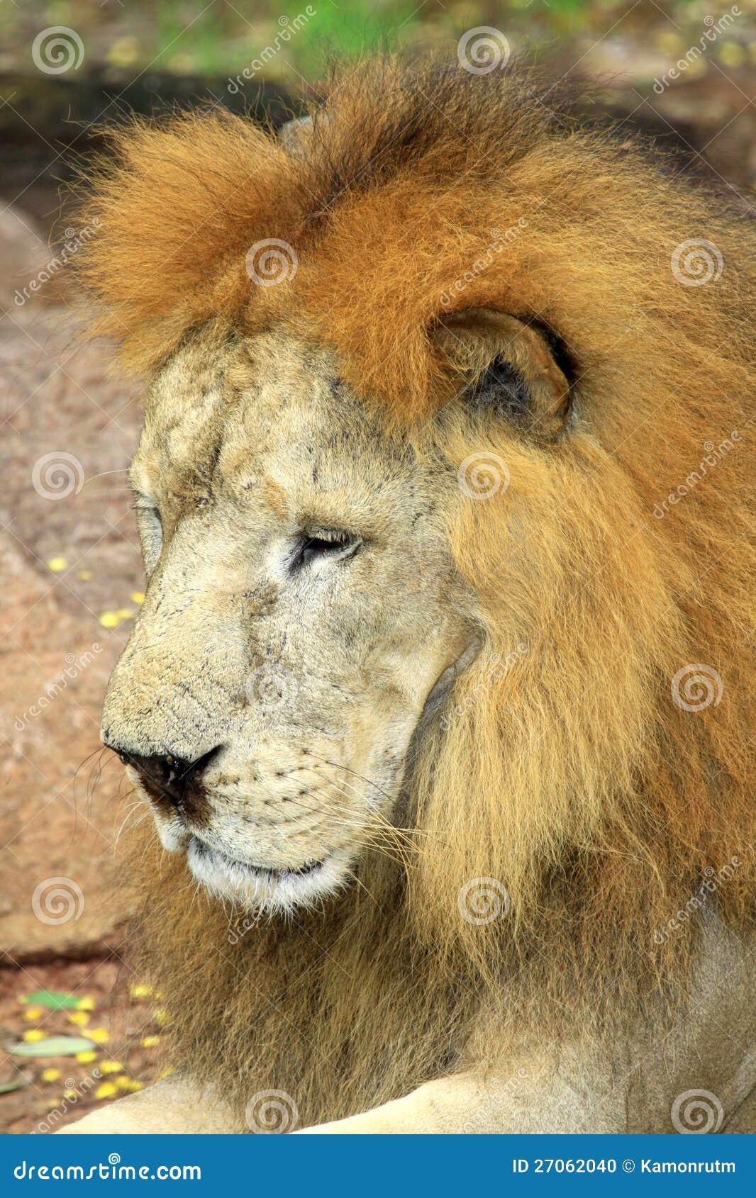 Close Up Face of African Lion Stock Photo - Image of portrait, jungle ...