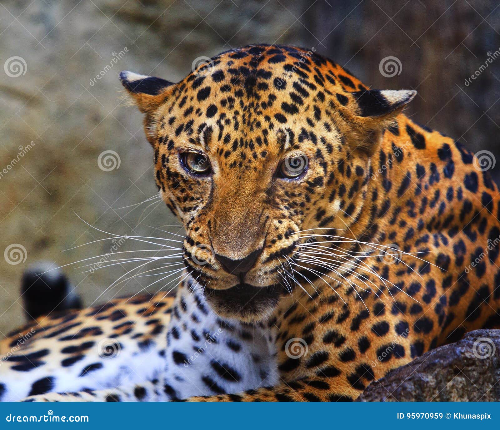 Close Up Face of Angry Leopard Stock Image - Image of life, powerful ...