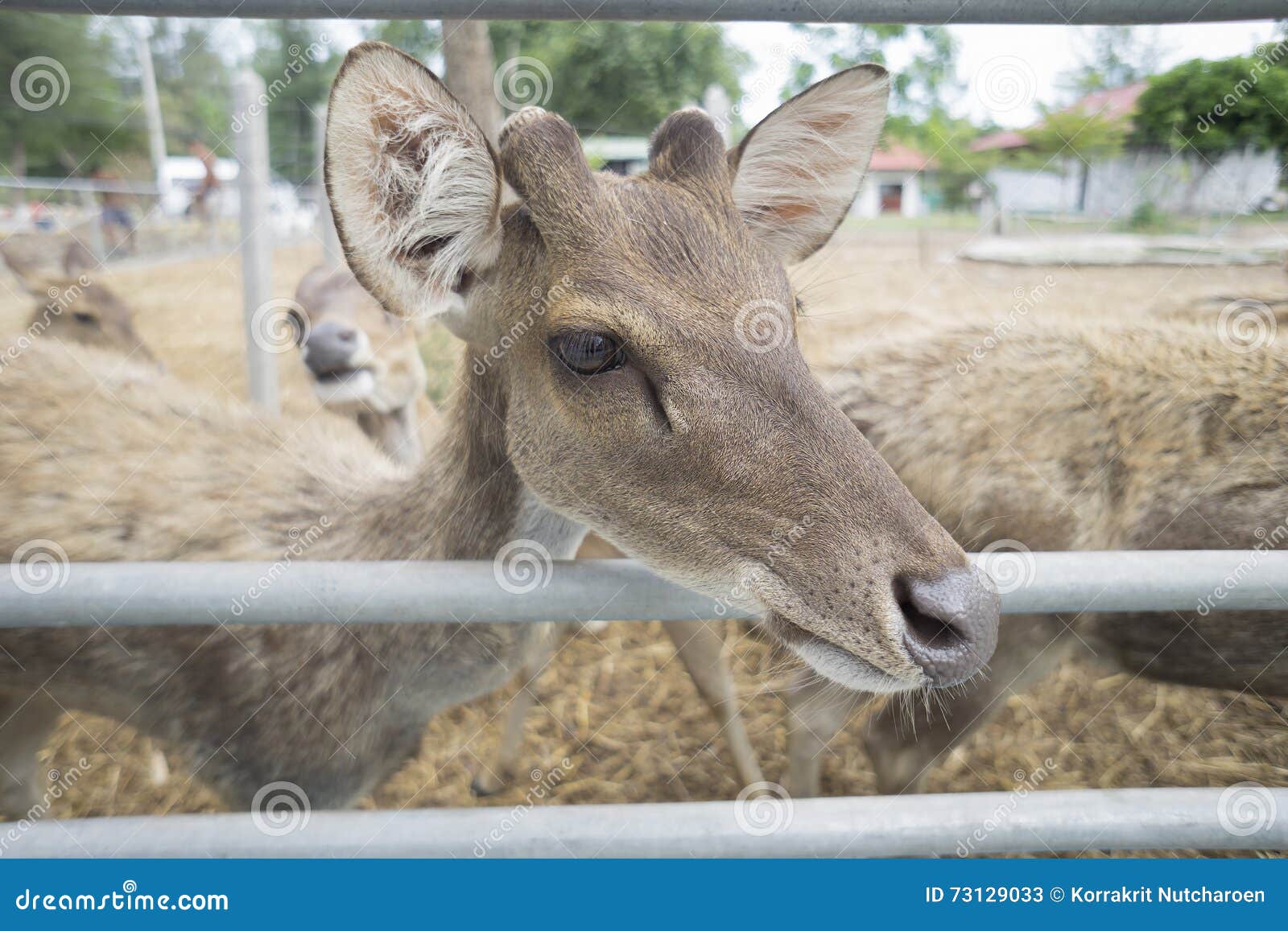 Close Up Face of Baby Male Deer in Paddock with Blur Background Stock ...