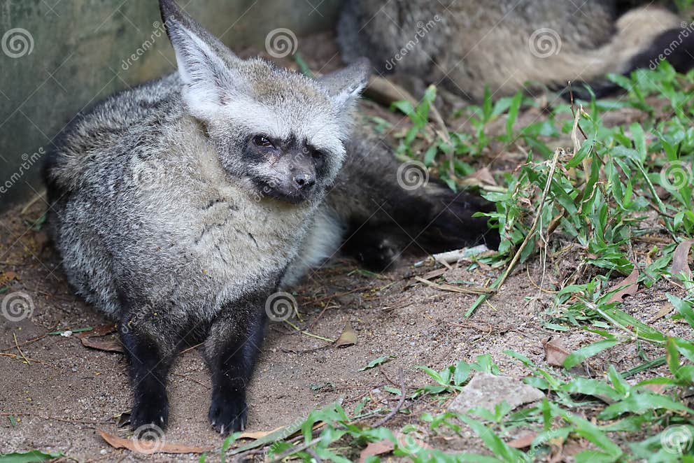 Close Up Face Bat Eared Fox Stock Image - Image of habitat, plains ...