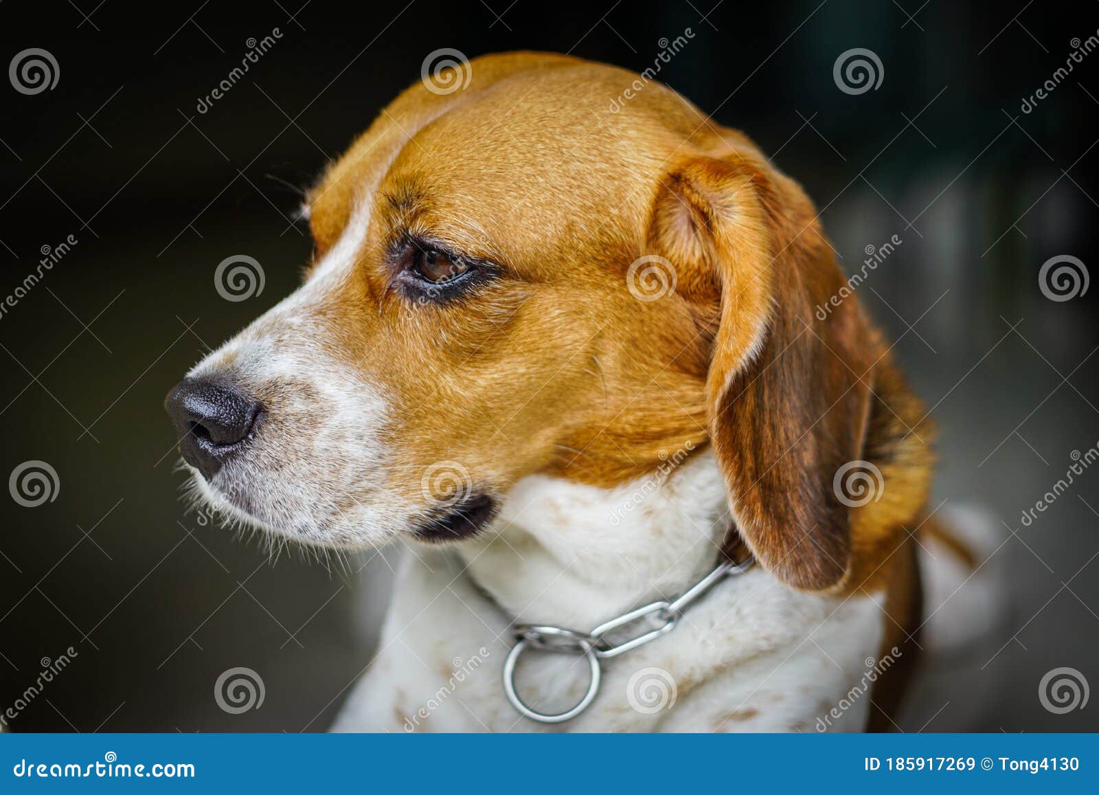 Close up face Beagle Dog stock image. Image of dogs - 185917269