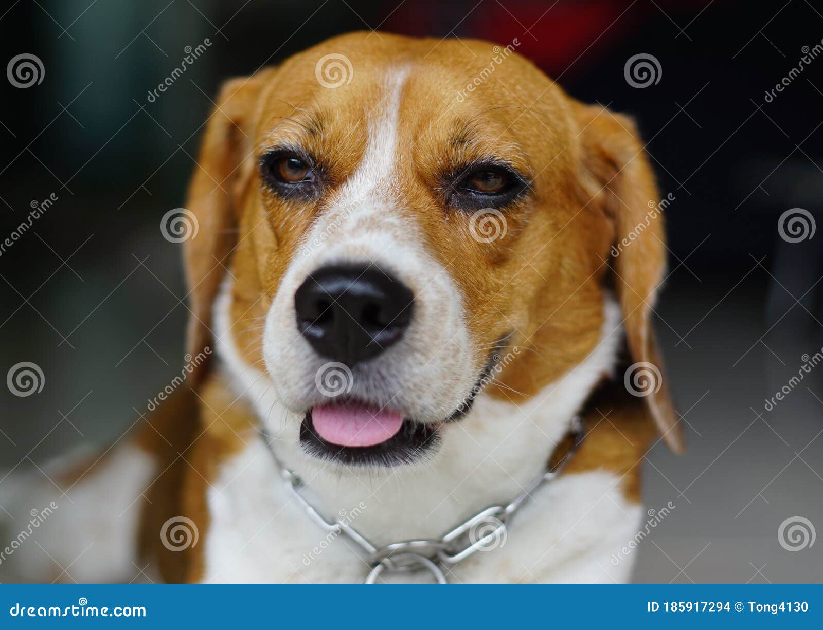 Close up face Beagle Dog stock photo. Image of woman - 185917294