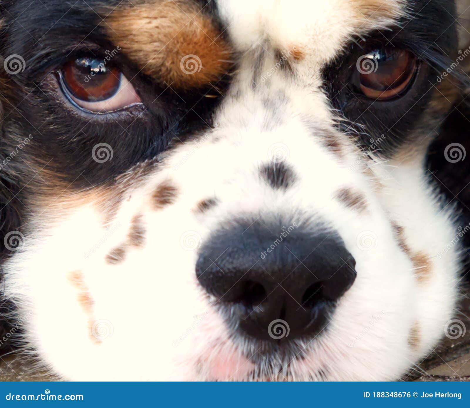 A Close Up of the Face of a Beautiful Cocker Spaniel. Stock Photo ...