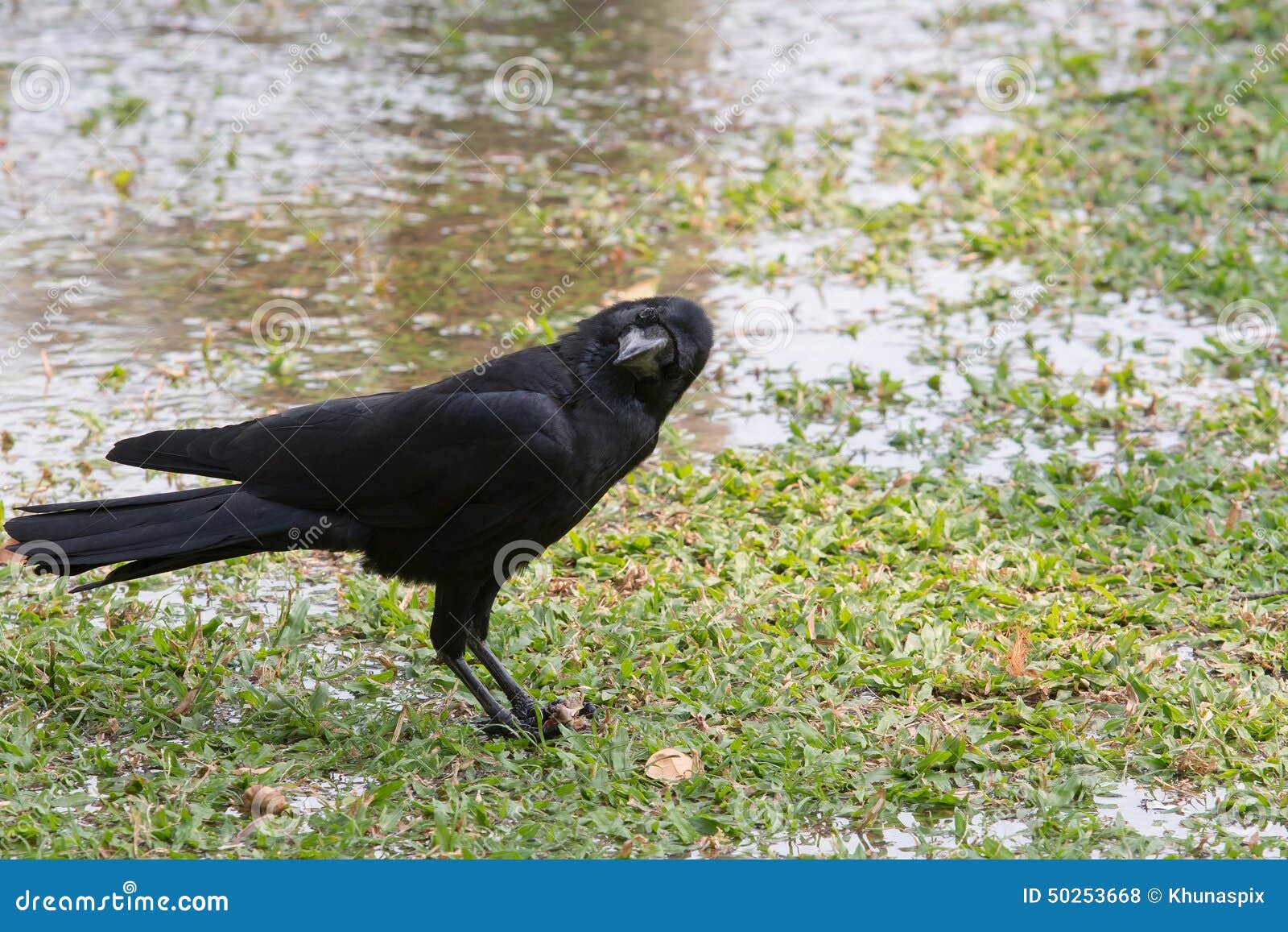 Close Up Face of Black Bird Crow Perching on Green Grass Field Stock ...