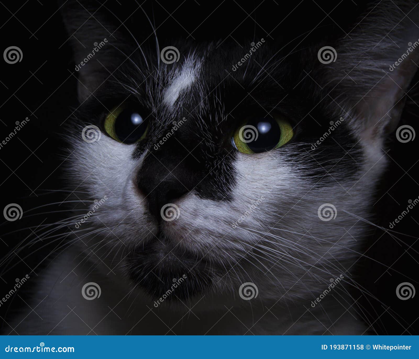 Close-up Face Black and White Cat Stock Photo - Image of focus, pose ...