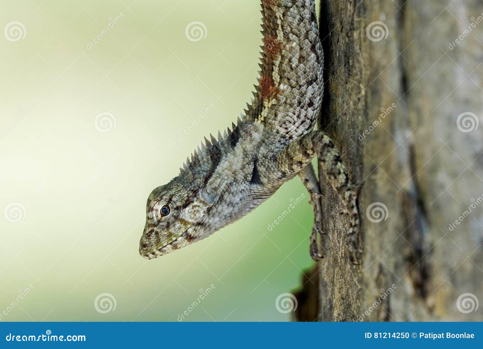 Close Up of a Face of a Blue-crested Lizard Stock Photo - Image of ...