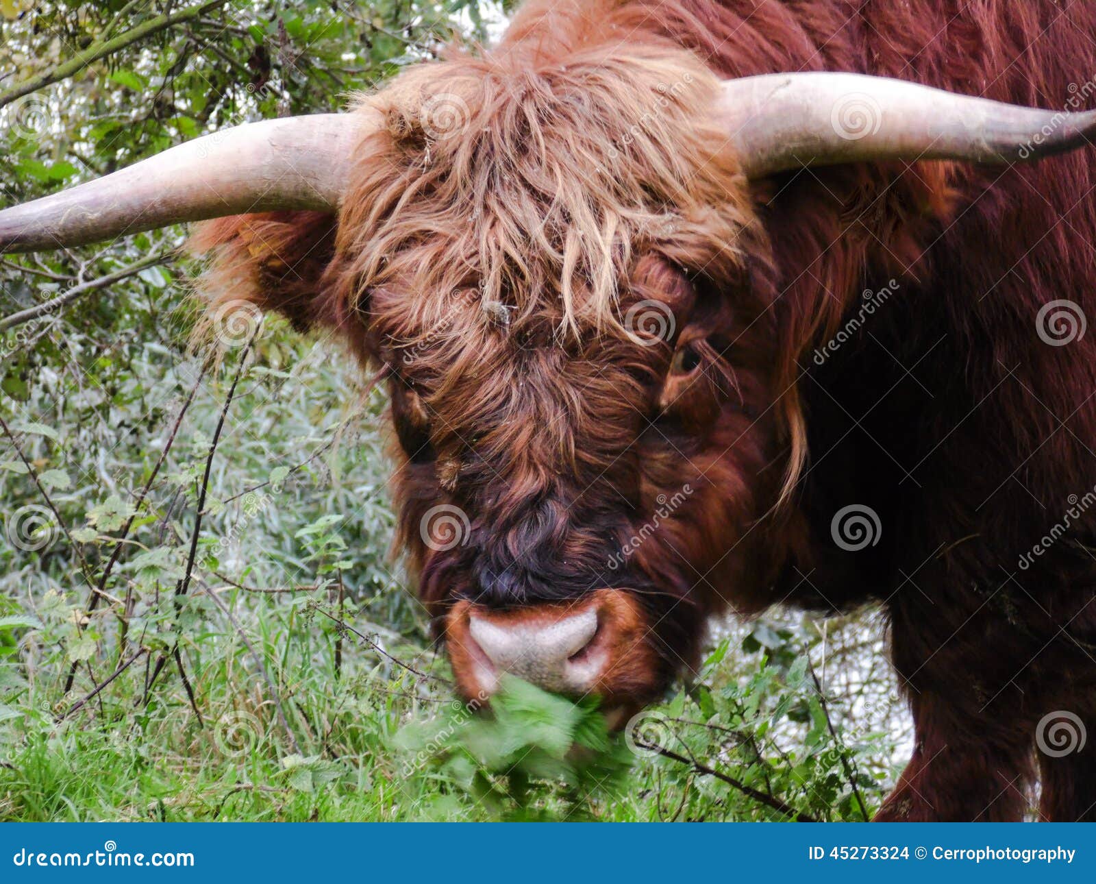 Close Up from the Face of a Buffalo Stock Photo - Image of horns, chief ...
