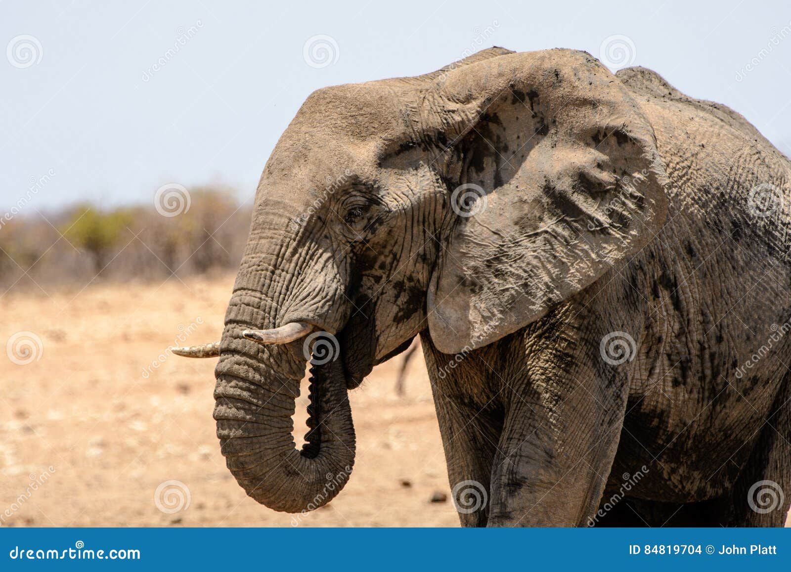 Close Up of the Face of a Bull Elephant Stock Photo - Image of bull ...