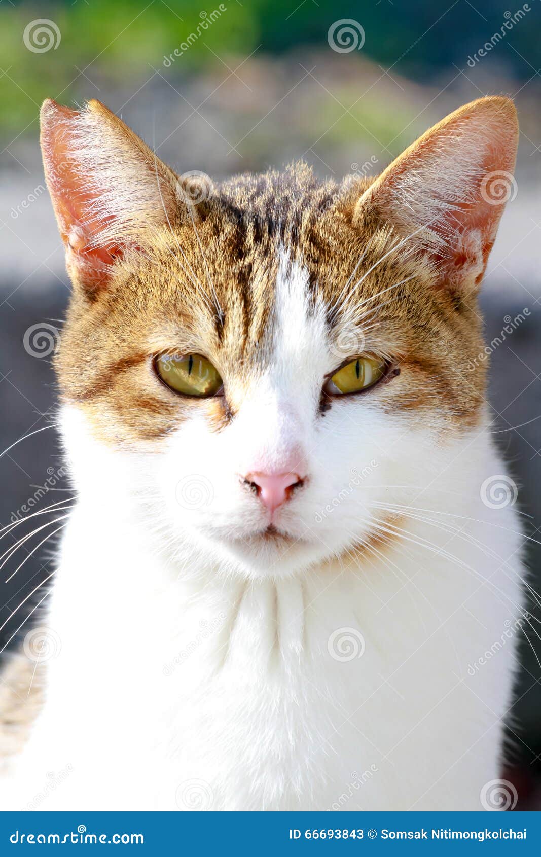 Close Up Face of a Cat with a Broken Ear. Stock Image - Image of ...