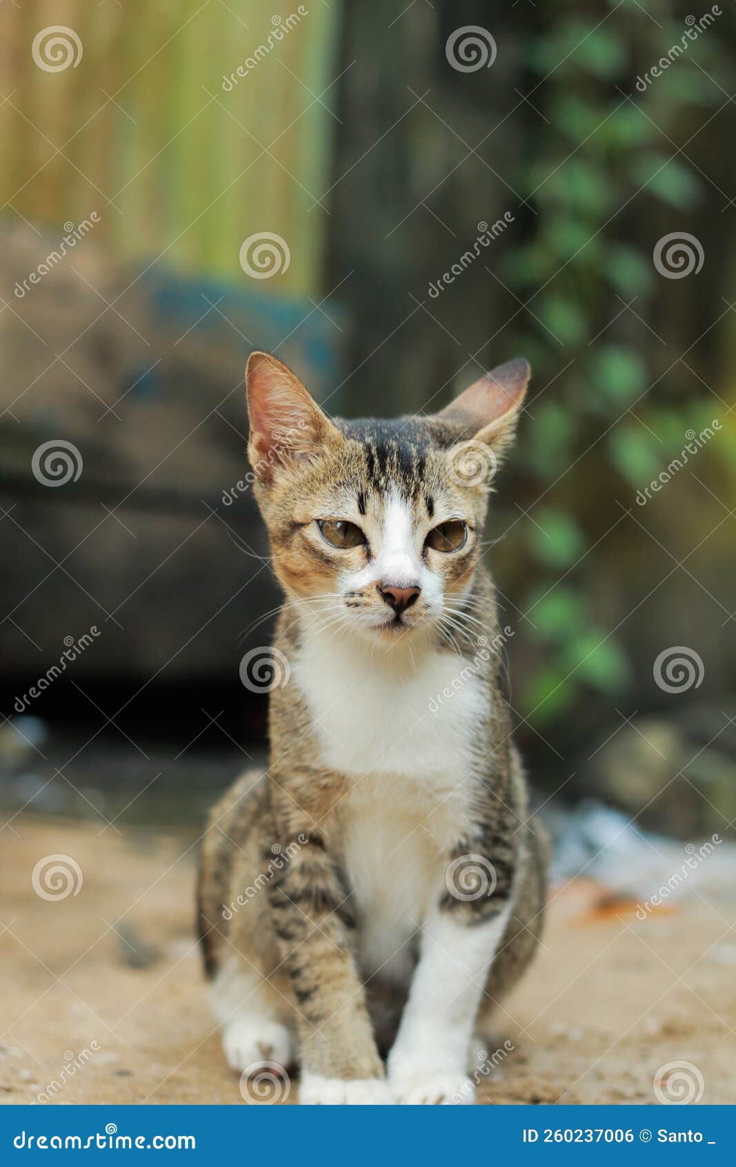 Close Up on the Face of a Cat in an Unusual Style, Portrait of a Cat ...