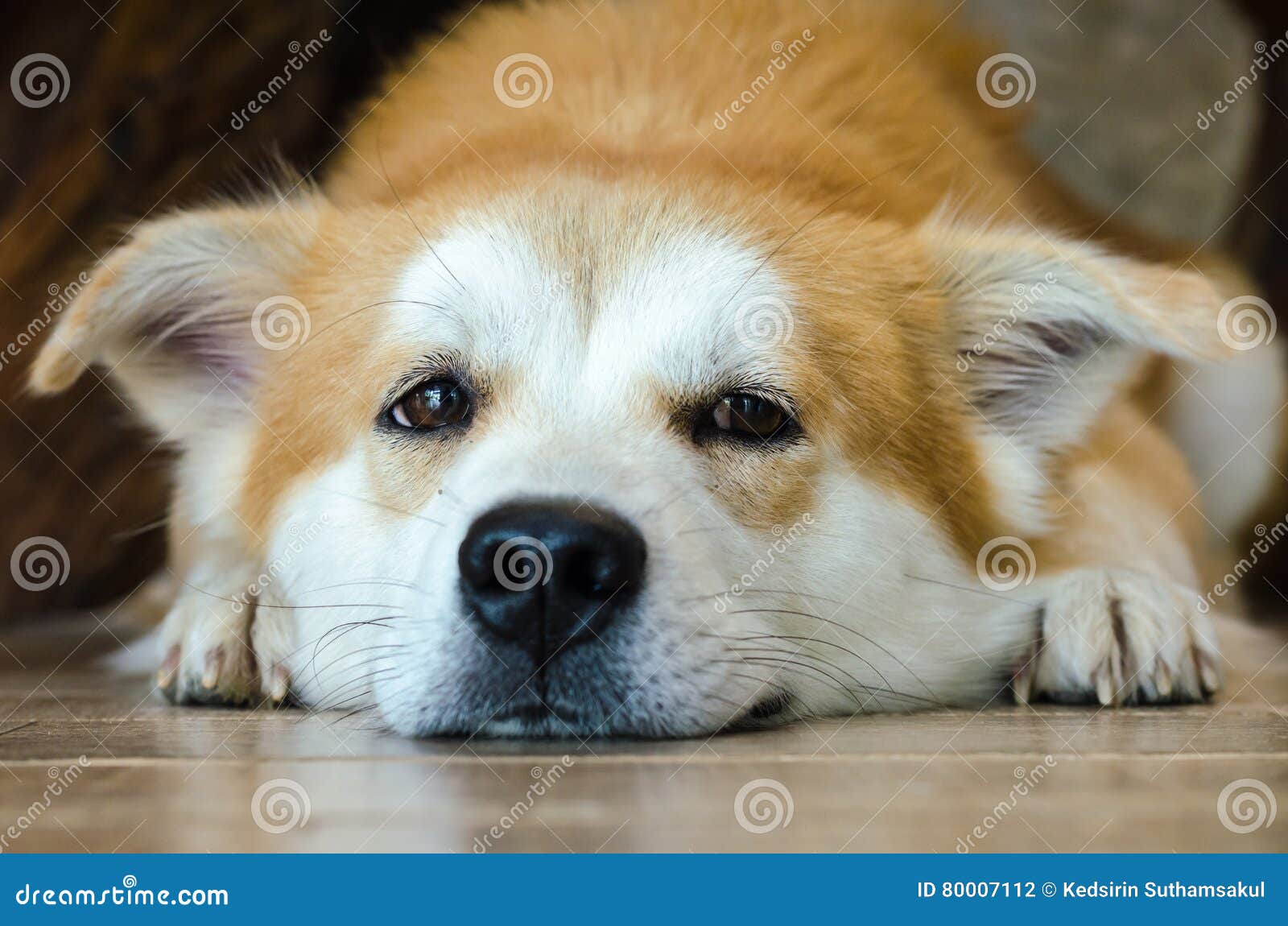 Close-up Face of Cute Brown Dog Lying on Floor Stock Photo - Image of ...