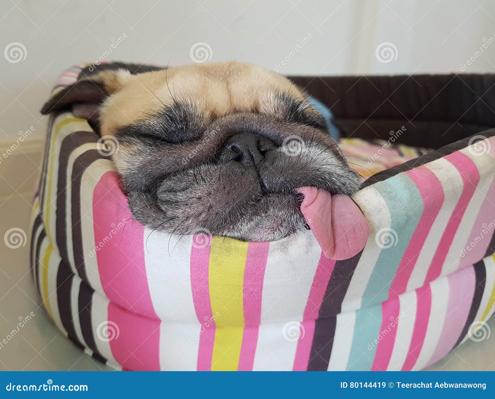 Close Up Face of Cute Funny Puppy Pug Dog Sleep Rest on Pillow Bed with ... Close Up Face of Cute Funny Puppy Pug Dog Sleep Rest on Pillow Bed with ...