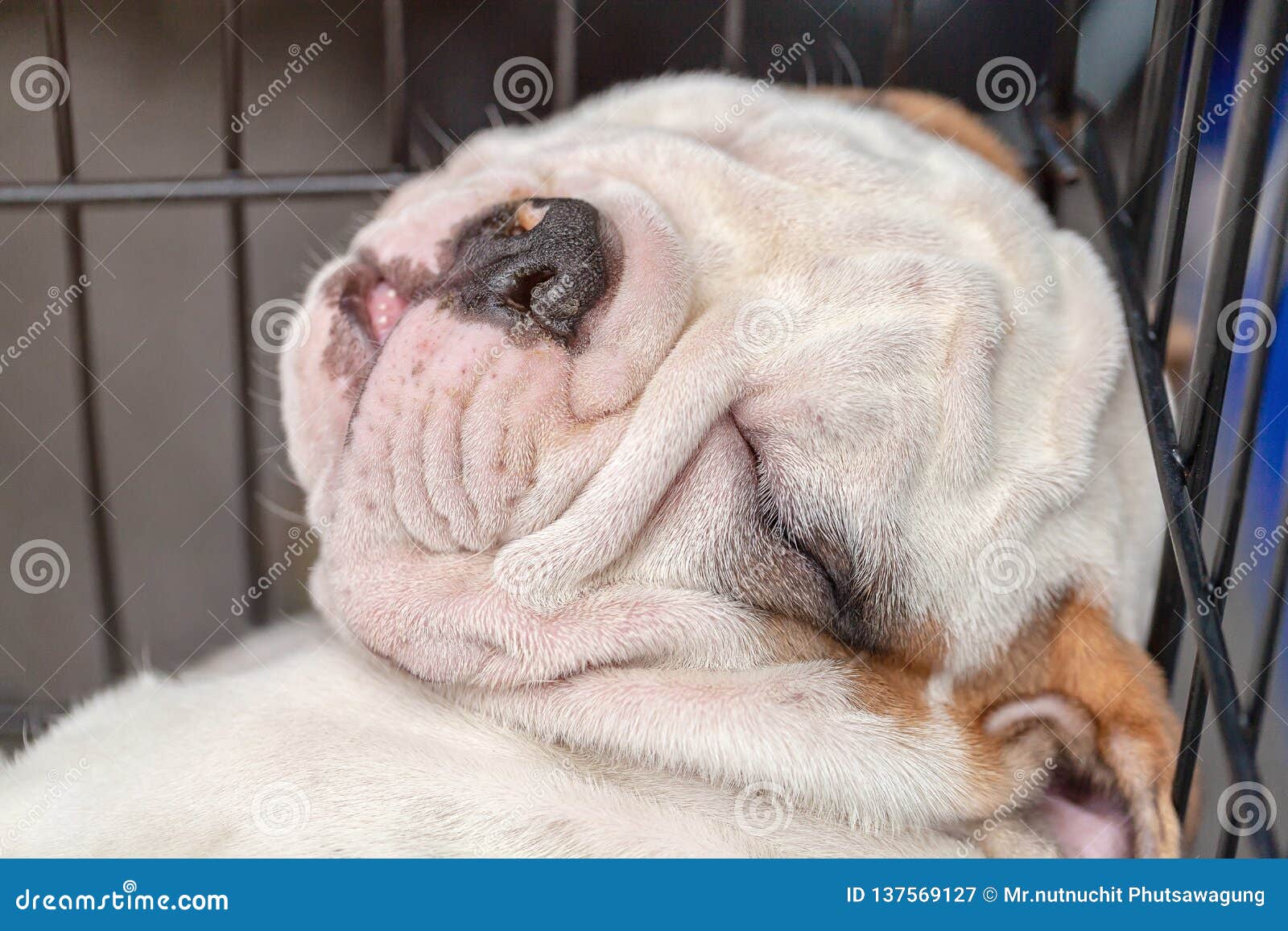 Close Up Face of Cute Pug Dog Sleeping Rest in Cage.selective Focus ...
