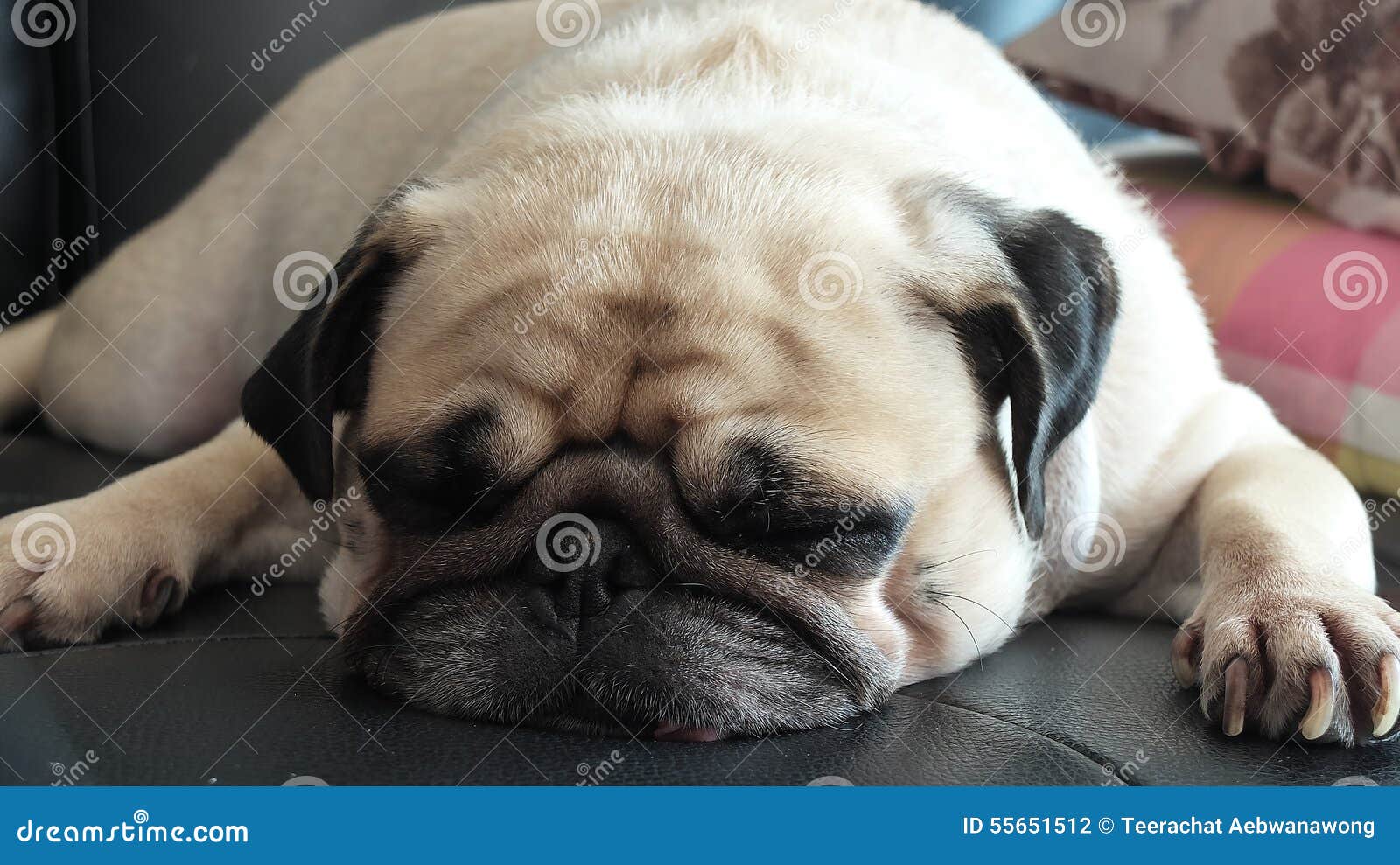 Close Up Face of Cute Pug Puppy Dog Sleeping in Sofa Stock Photo ...