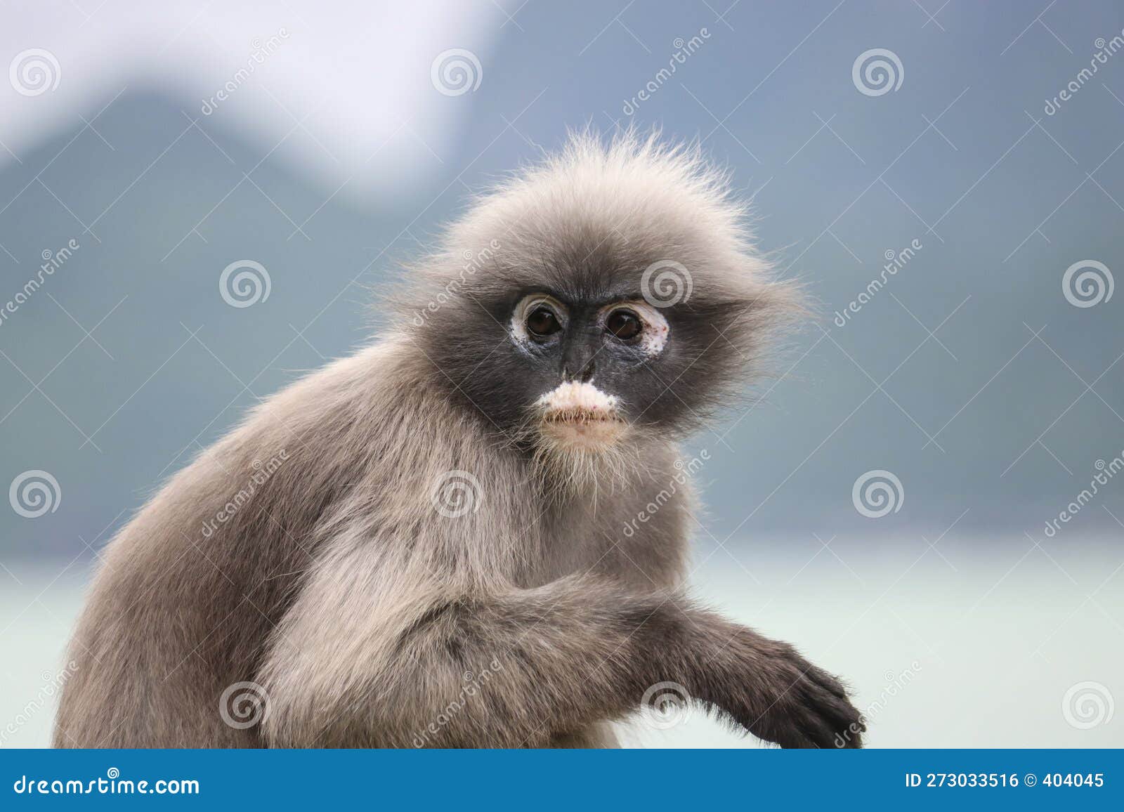 Close-up Face of a Cute Shaggy Adult Dusky Leaf Monkey Stock Photo ...