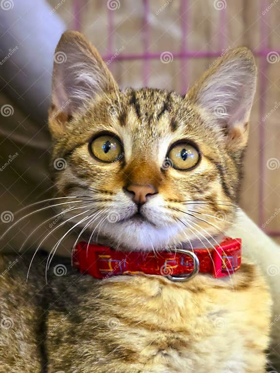 Close Up Of The Face Of A Cute Tabby Cat Wearing A Red Collar Stock Image Image Of Whiskered