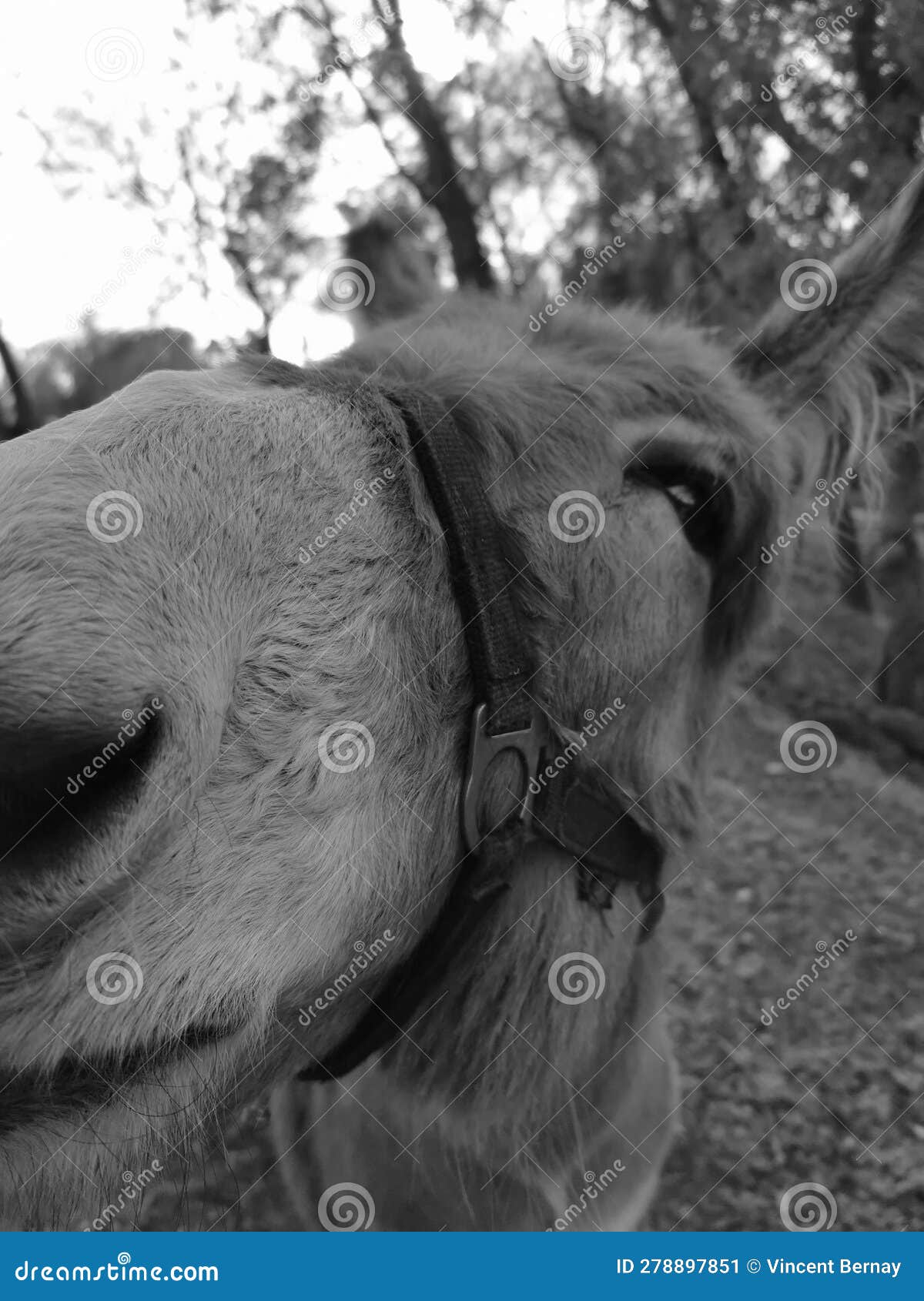 Face Donkey Royalty-Free Stock Photo | CartoonDealer.com #57714789