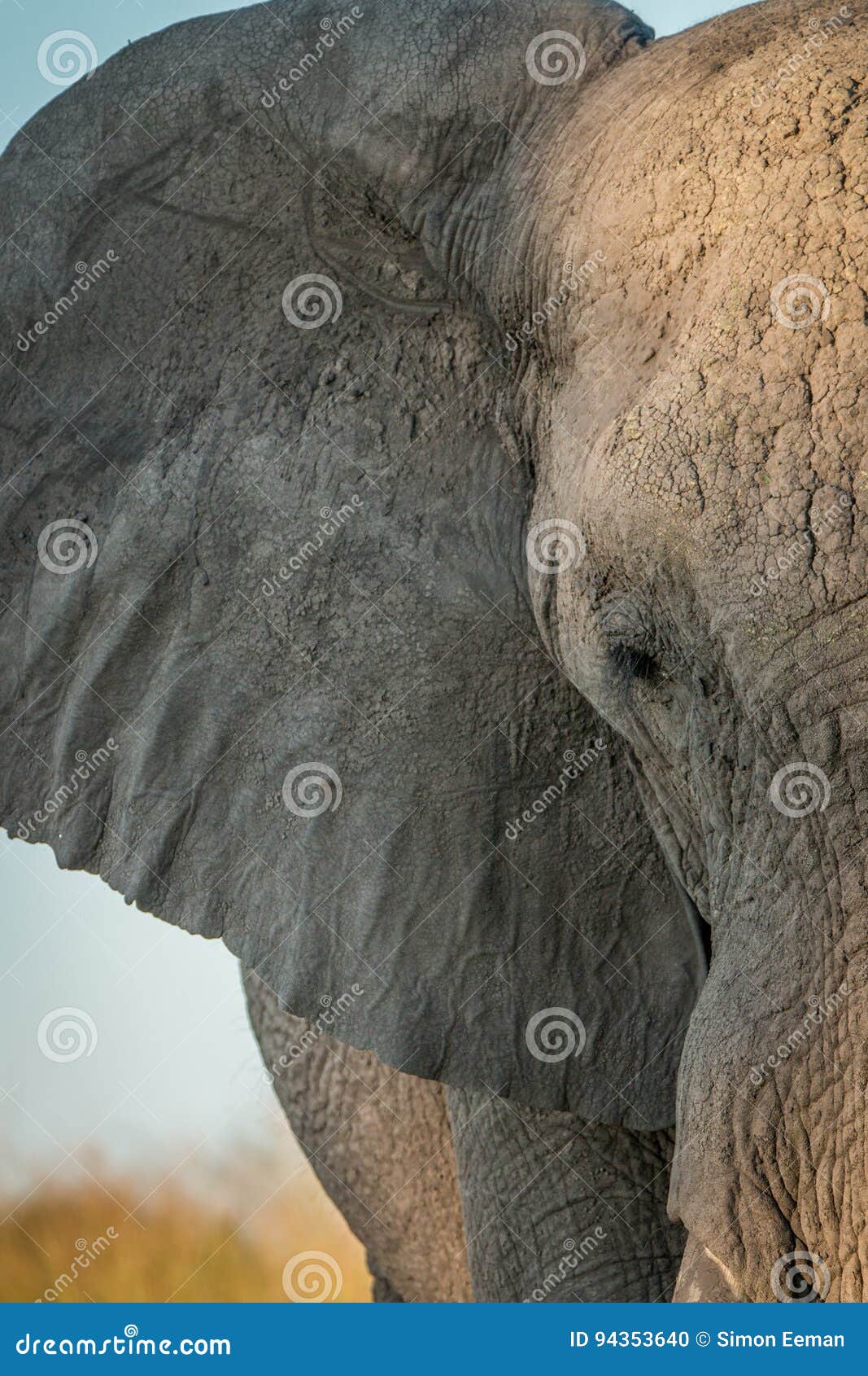 Close Up of the Face of an Elephant. Stock Photo - Image of african ...