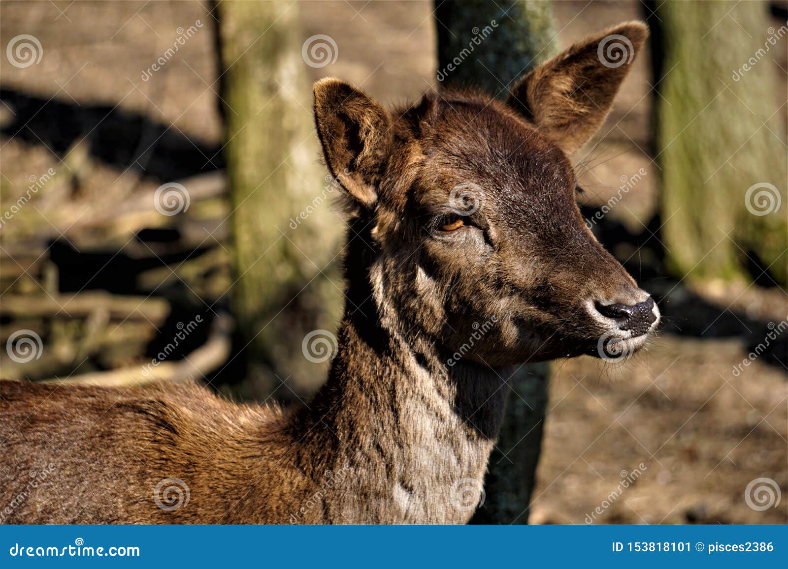 Close Up - Face of a Female Fallow Deer Stock Image - Image of ...