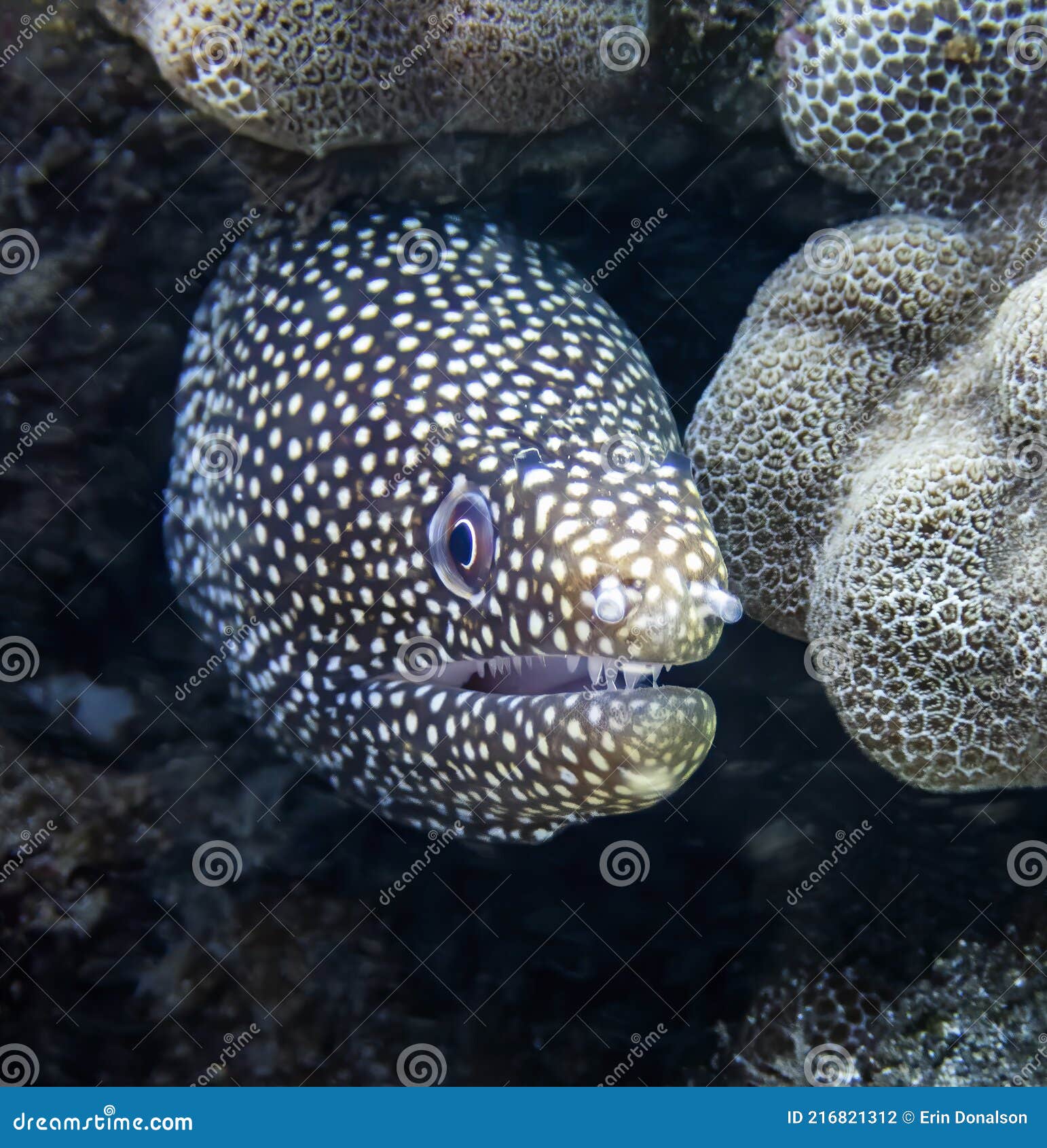 Close Up Face First View Moray Eel Underwater in Hawaii Stock Photo ...