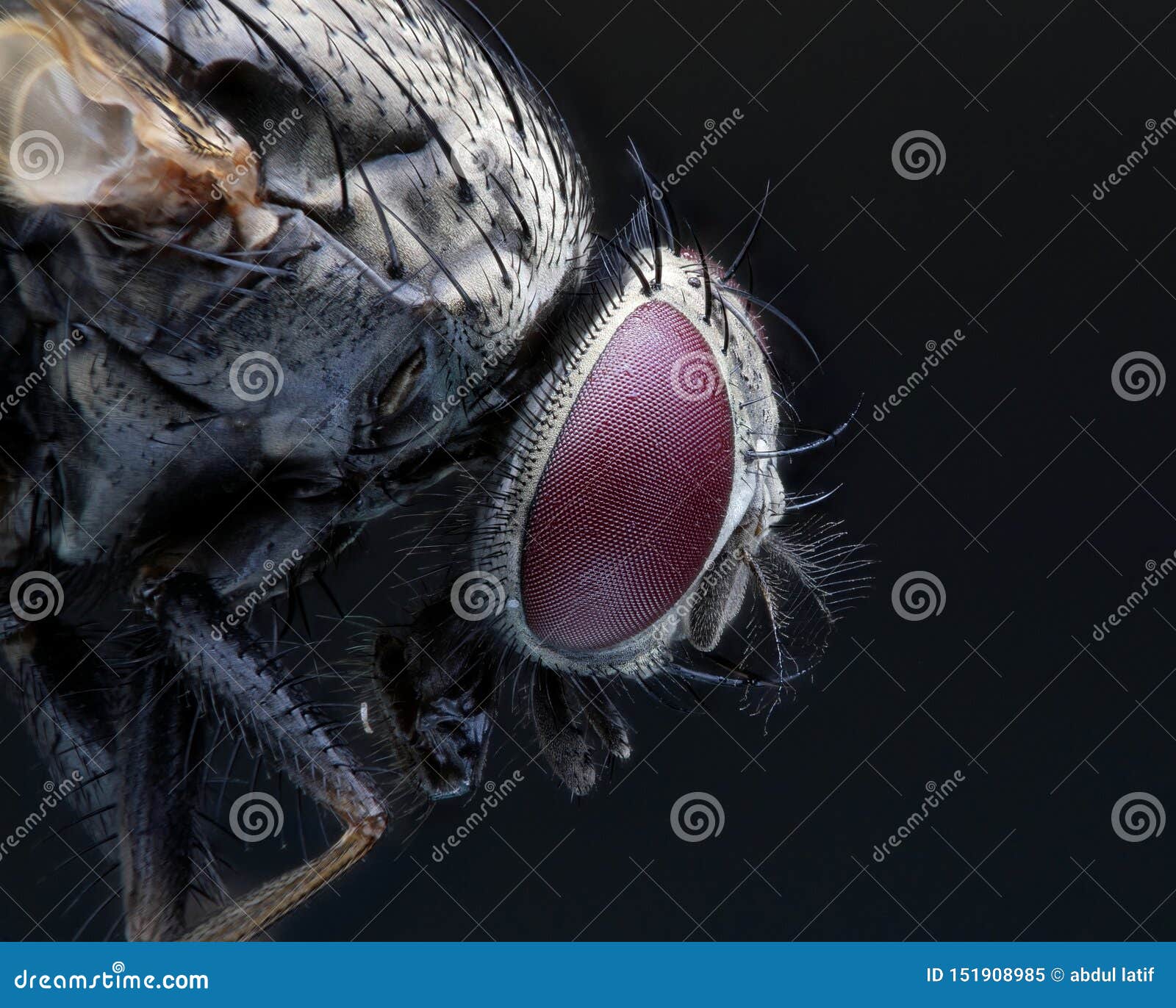 Close up face of flies stock image. Image of housefly - 151908985