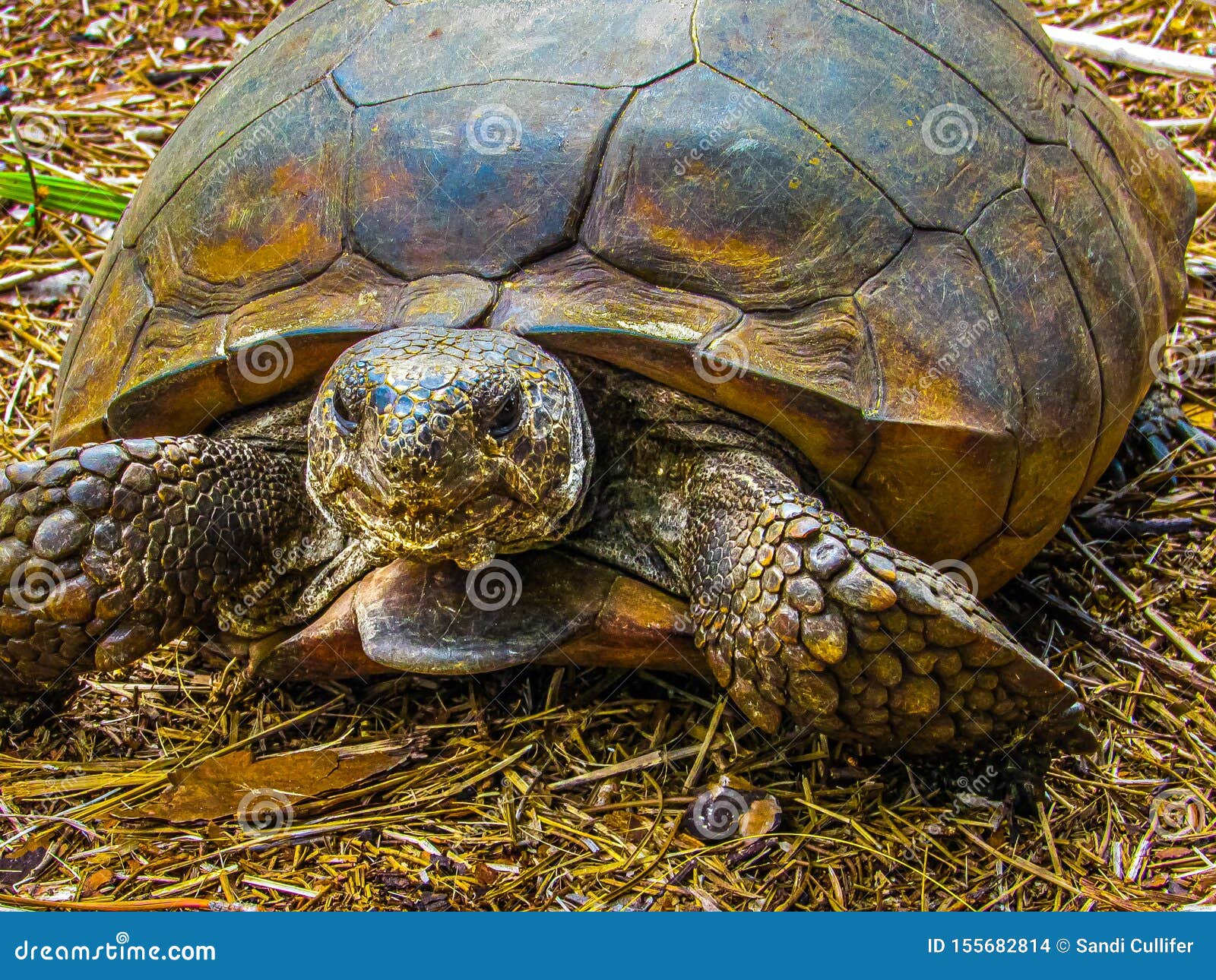 Face To Face with a Gopher Tortoise Stock Photo - Image of textures ...