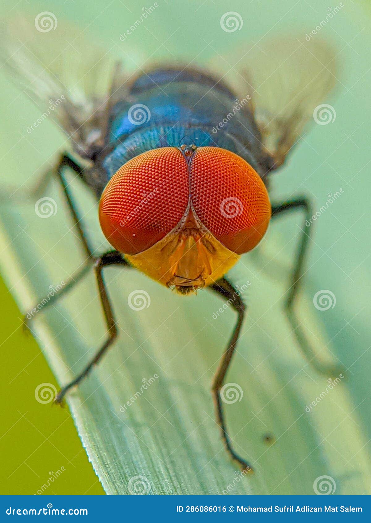 Close Up of the Face of a Fly with Big Red Eyes. Front View Stock Photo ...