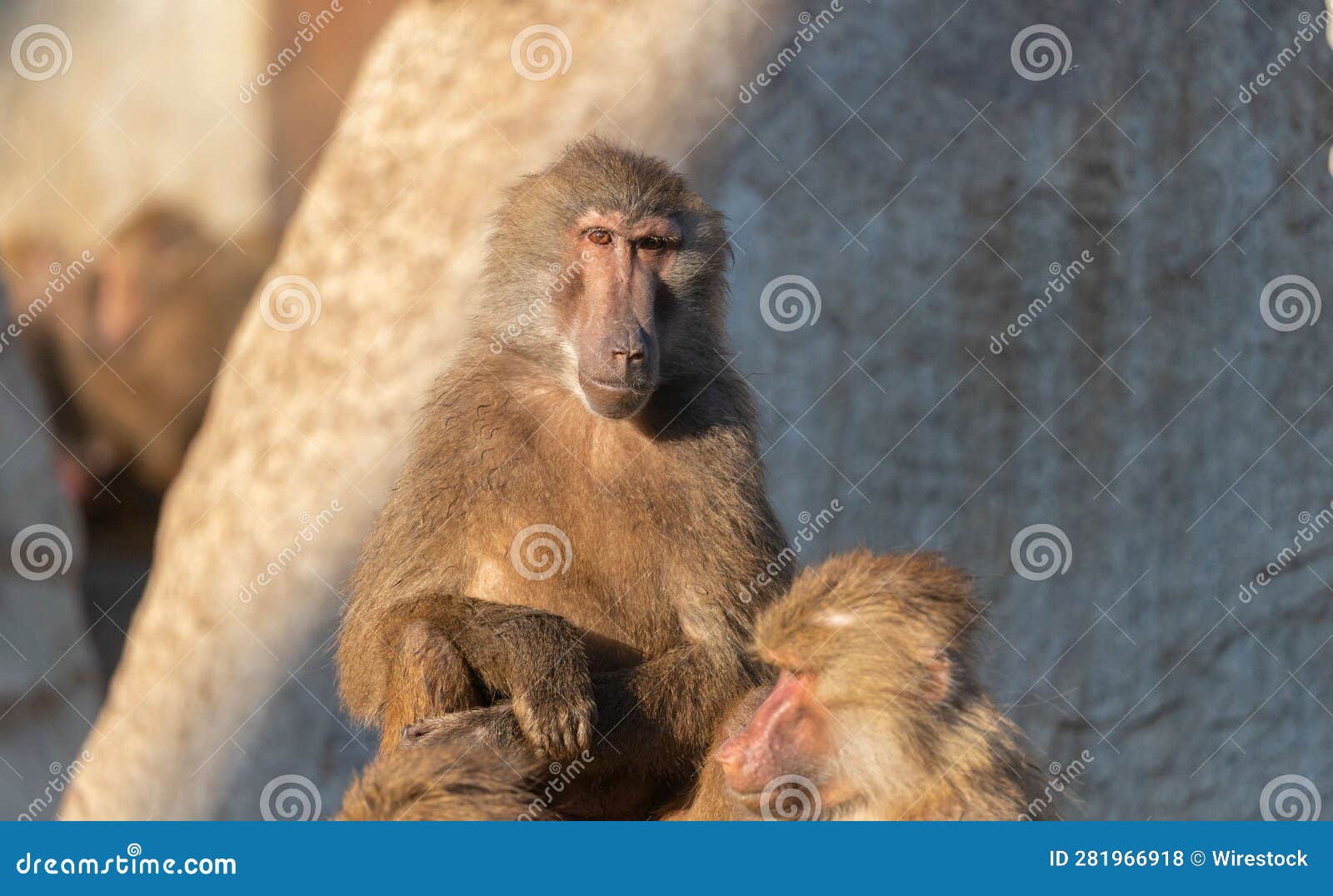 Close-up of the Face and Front View of a Thoughtful Baboon. Stock Photo ...