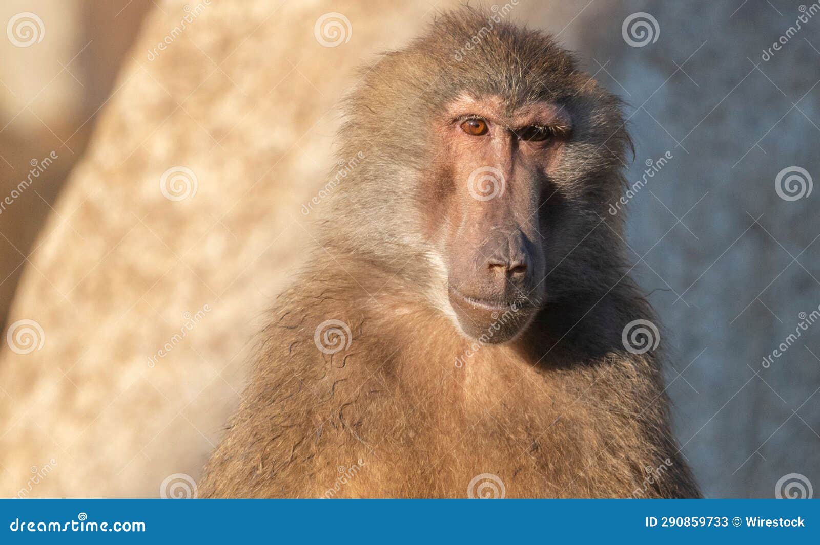 Close-up of the Face and Front View of a Thoughtful Baboon. Stock Image ...