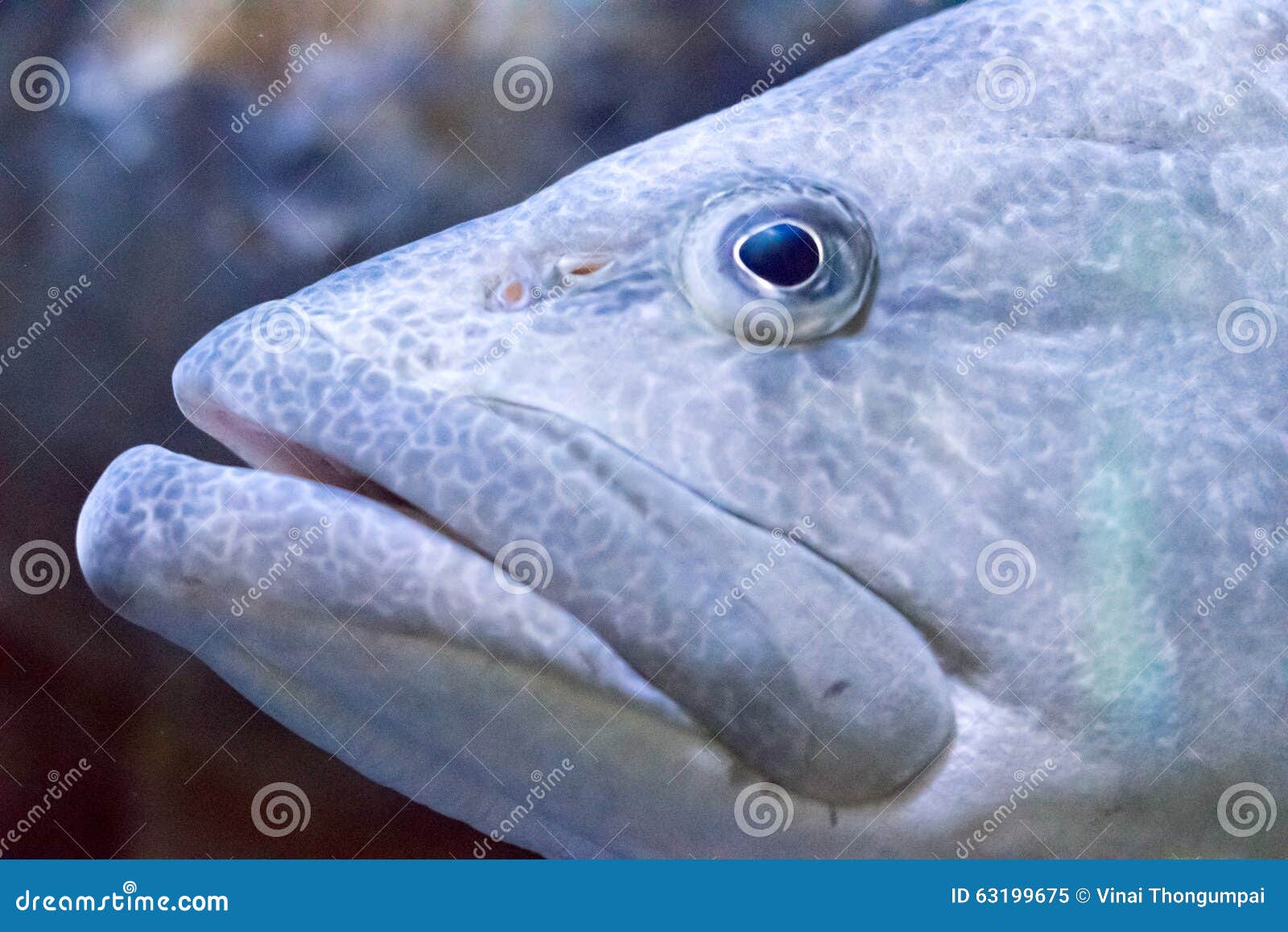 Close Up Face of Giant Grouper Fish Stock Image - Image of epinephelus ...