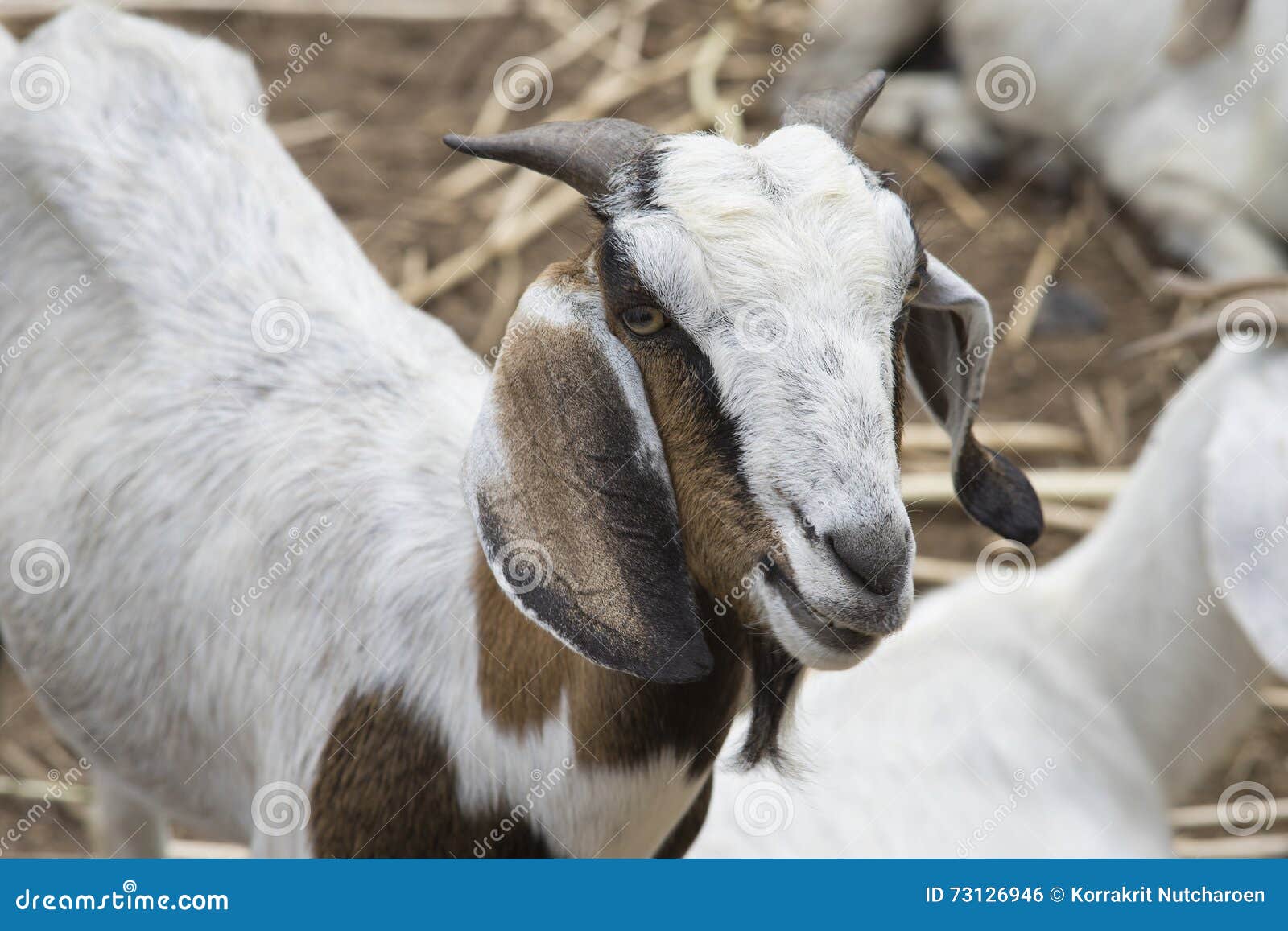 Close Up Face of Goat, Goat Portrait Stock Photo - Image of country ...