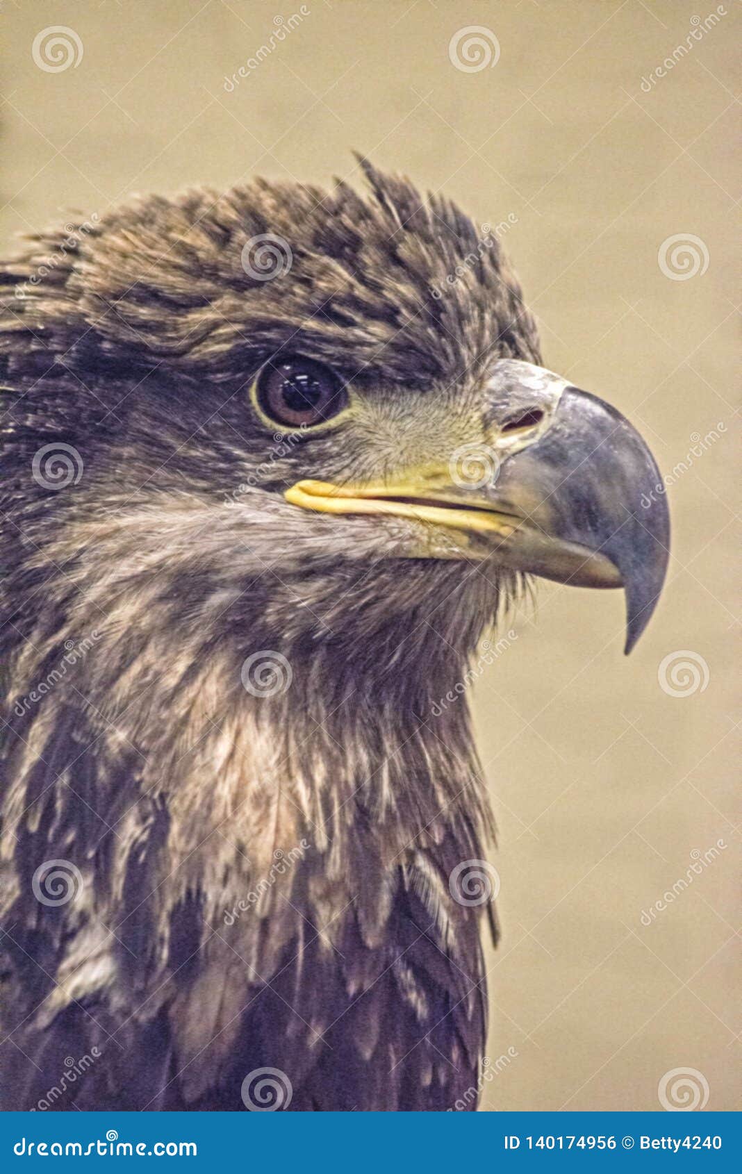 Close Up of a Golden Eagle with a Light Green Background. Stock Photo ...