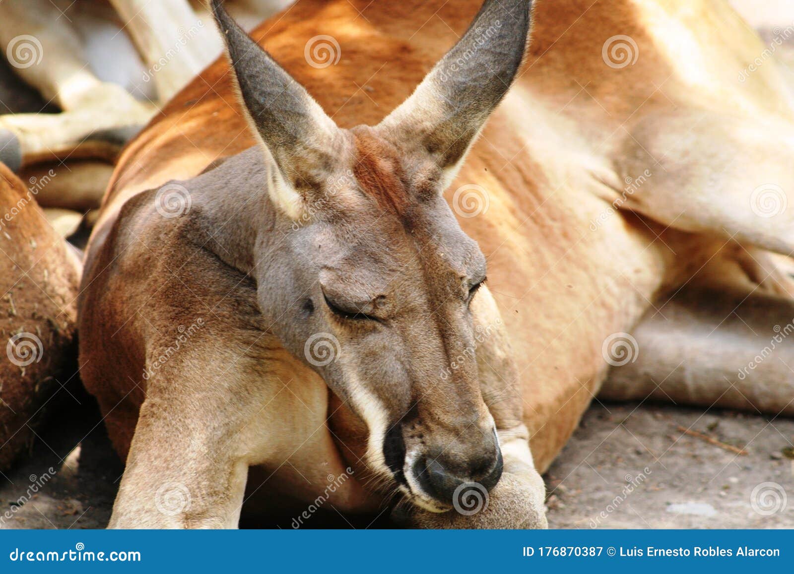 Close-up Face Kangaroo Resting on Ground Stock Image - Image of ...