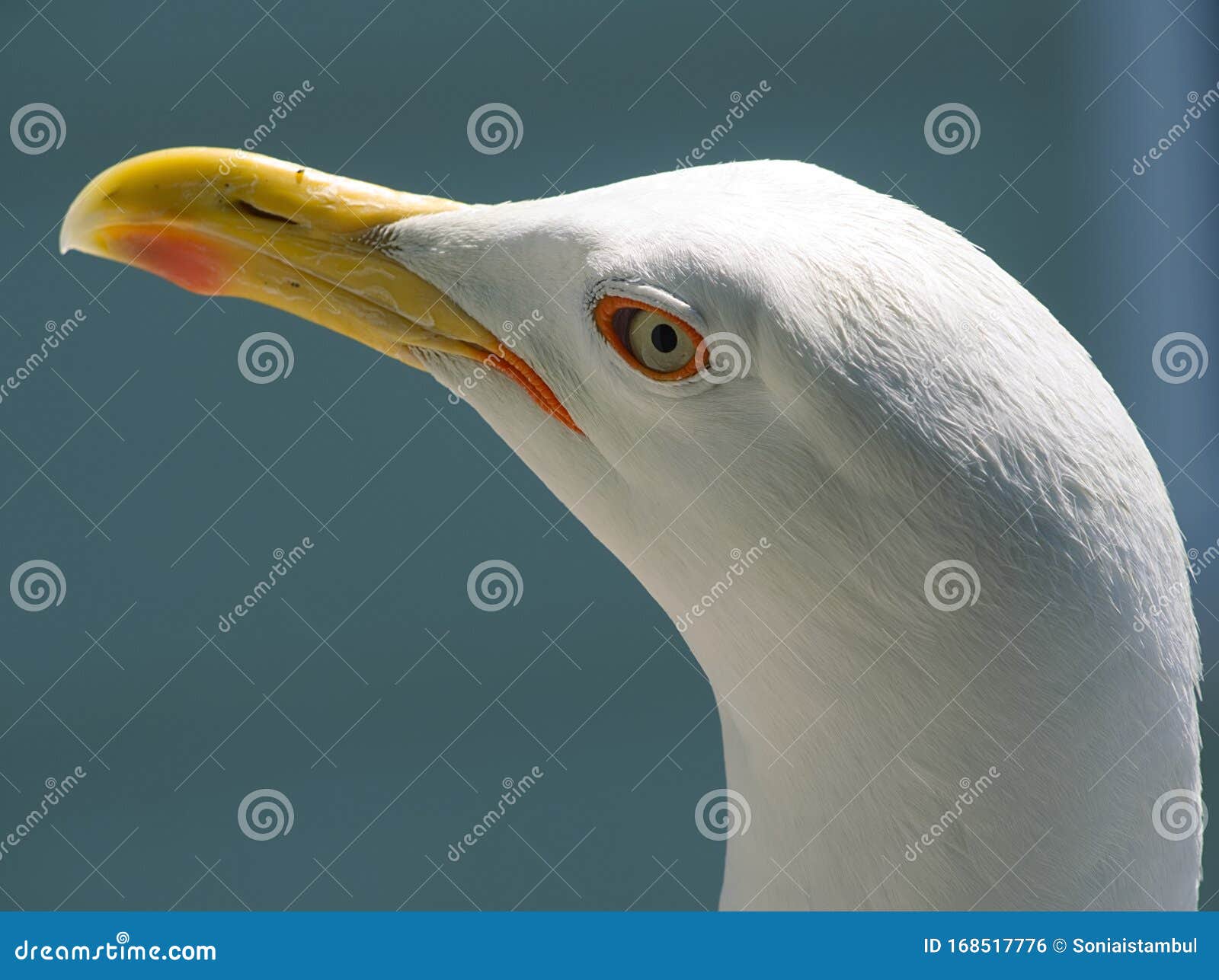 Close Up Face Larus Armenicus Stock Photo - Image of life, close: 168517776