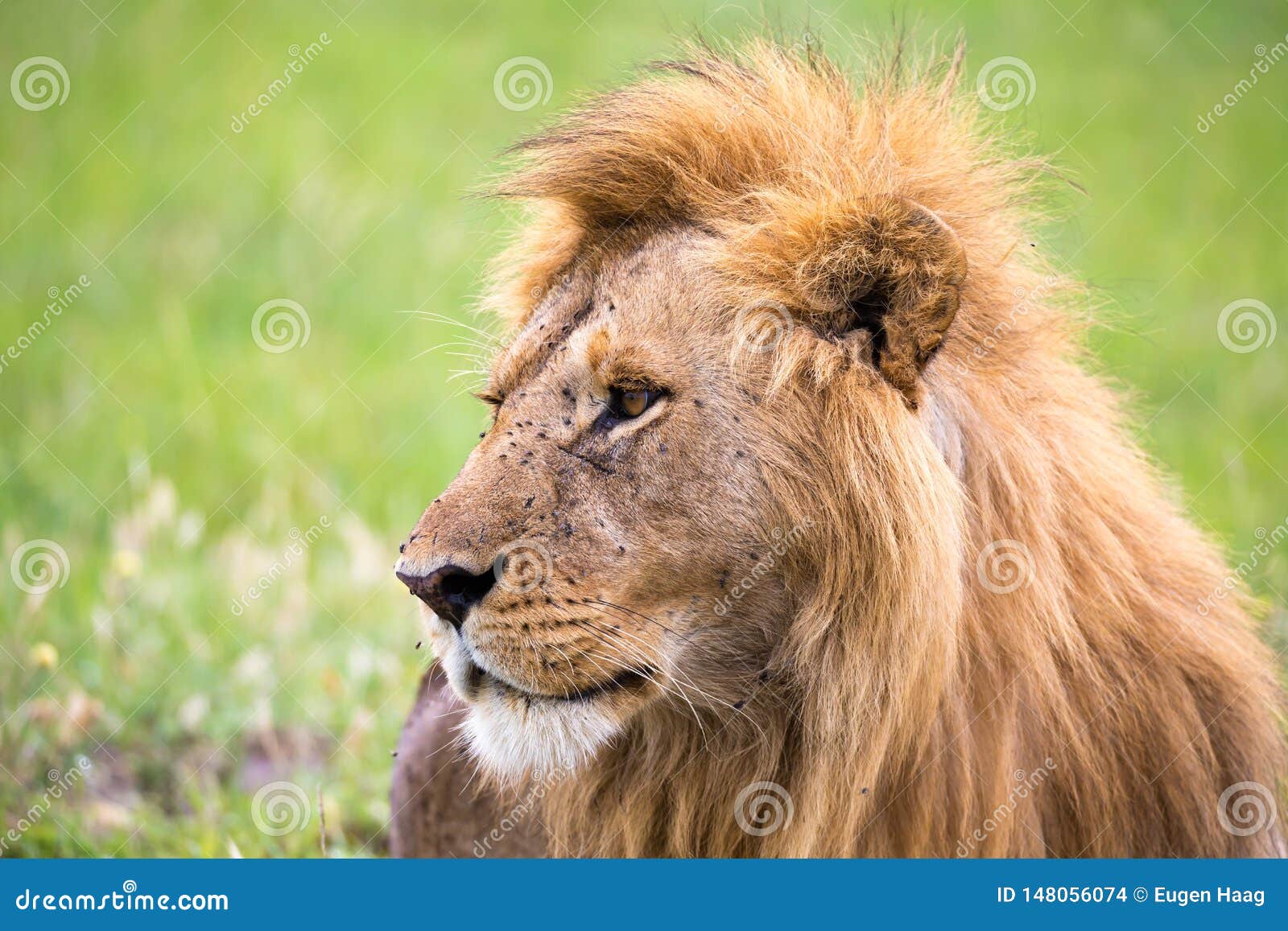 A Close-up of the Face of a Lion in the Savannah of Kenya Stock Photo ...