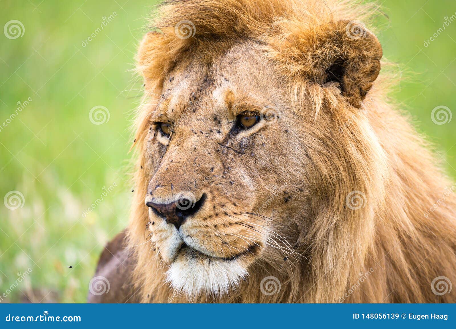 A Close-up of the Face of a Lion in the Savannah of Kenya Stock Image ...