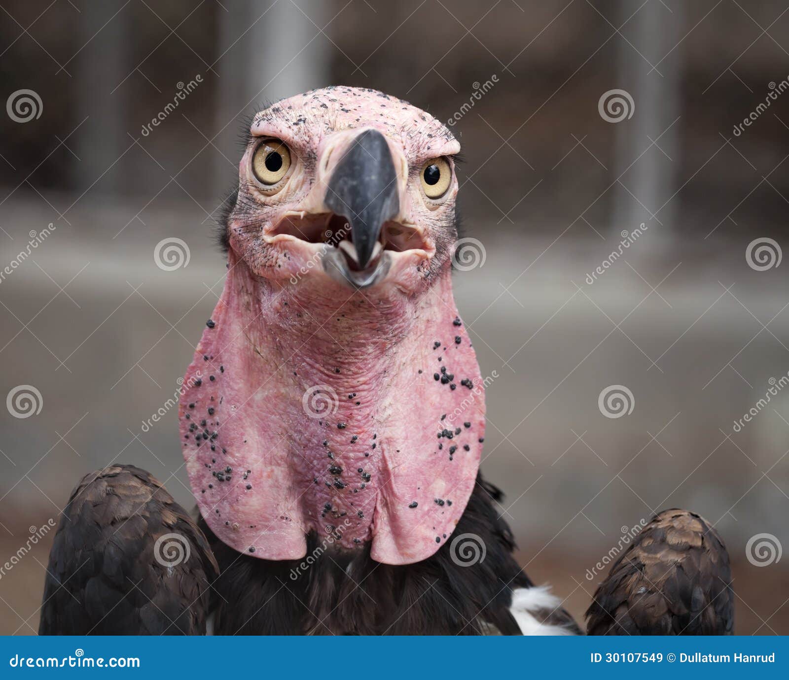 Men vulture. stock image. Image of crested, eurasian - 30107549