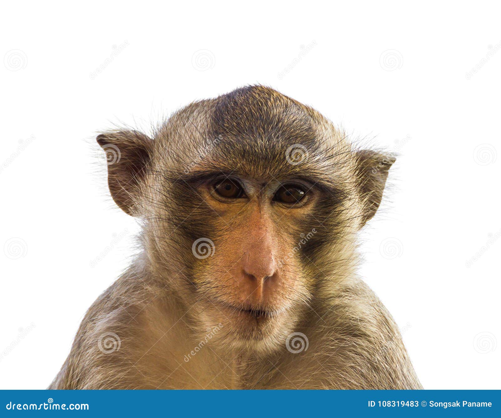 Macaque Monkey Isolated on White Stock Image - Image of mammal, white ...