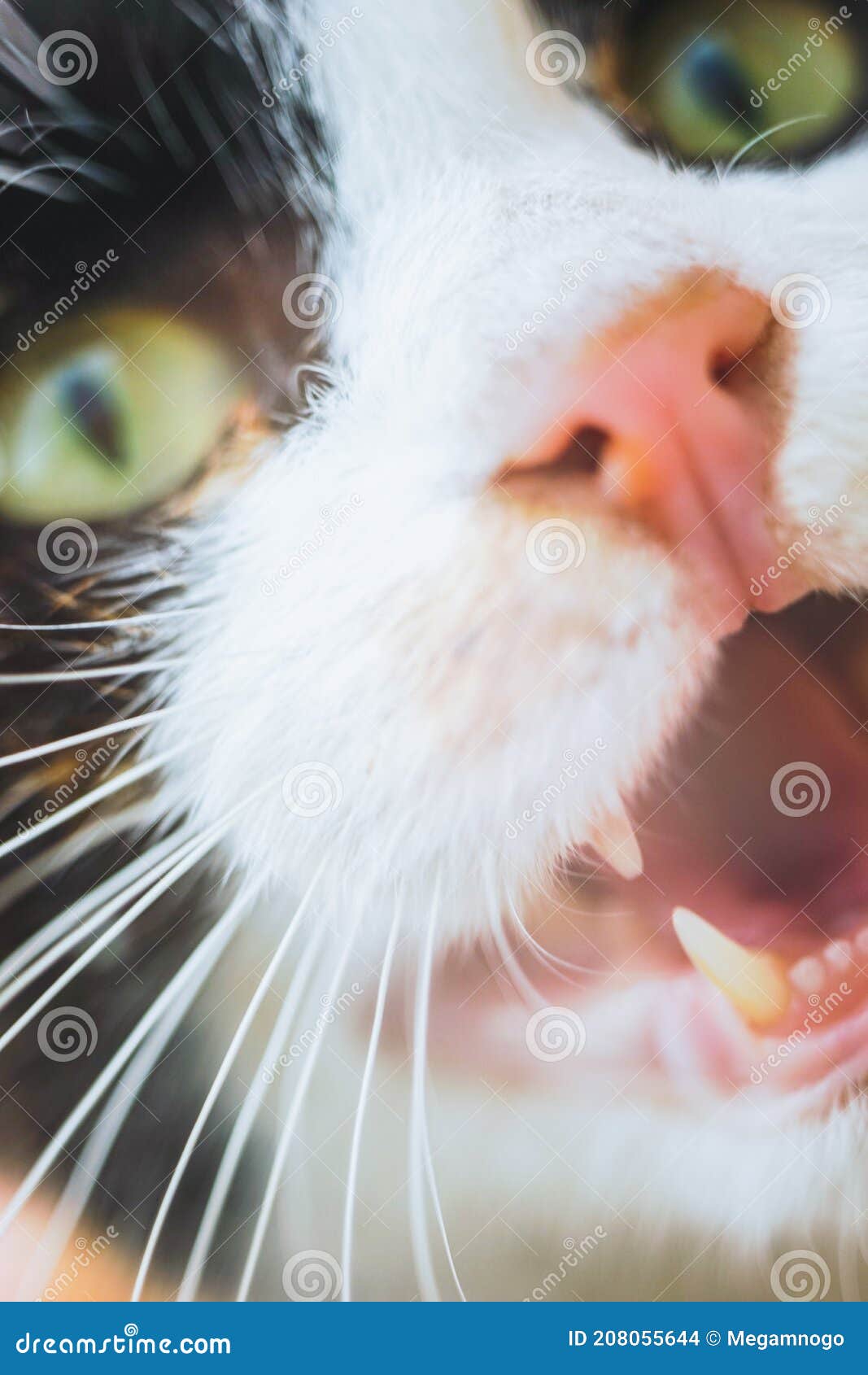 Close-up Face of a Meowing or Yawning Cat with an Open Mouth Stock ...