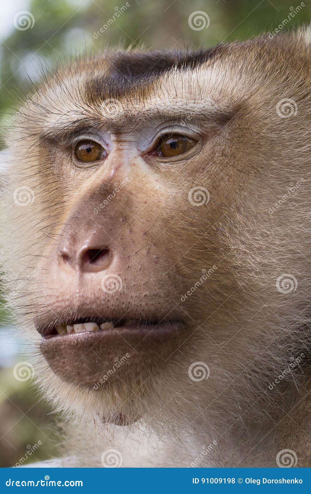 Close up face monkey stock photo. Image of male, furry - 91009198