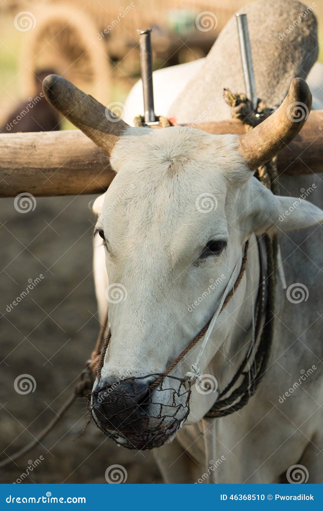 Close up of face ox stock photo. Image of burma, furrow - 46368510