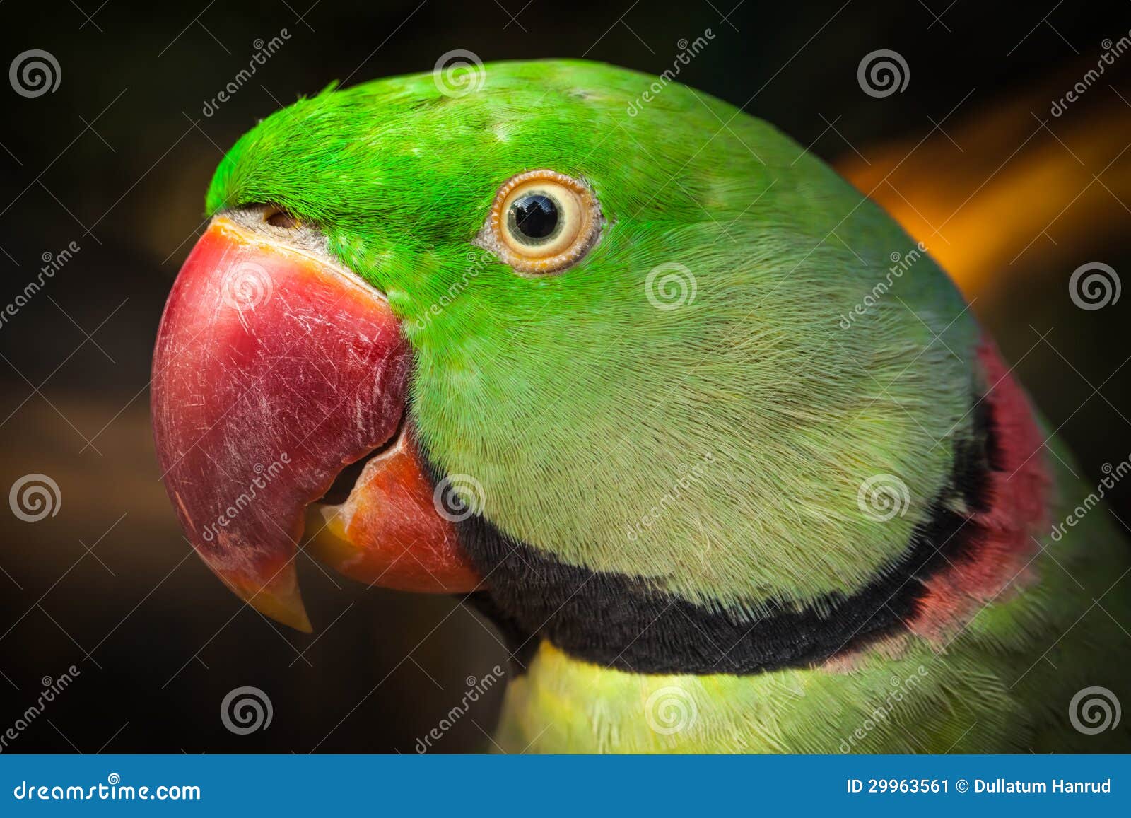 Parrot. stock image. Image of natural, colourful, pretty - 29963561